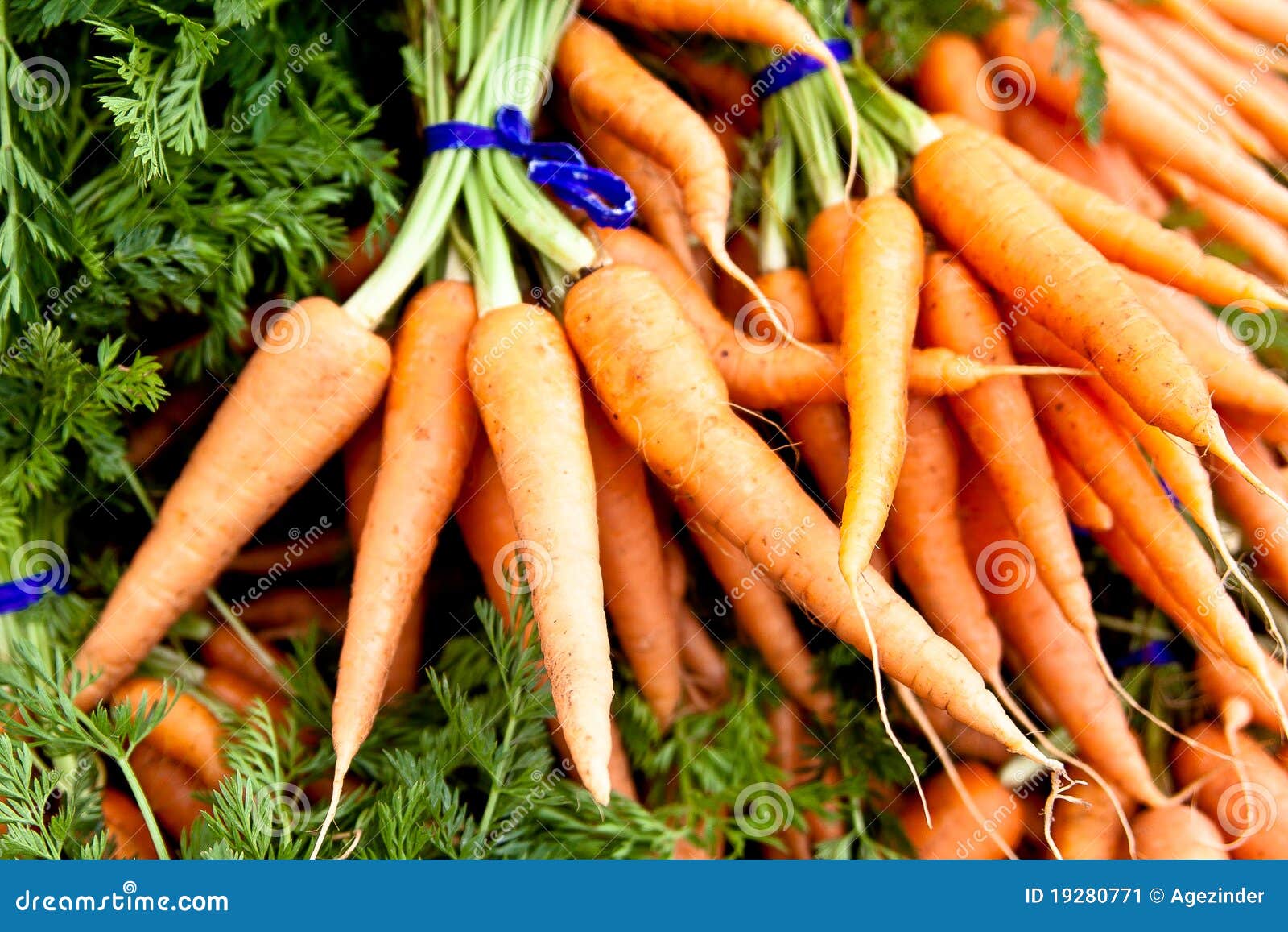 Bunch of carrots stock image. Image of garden, leaves - 19280771