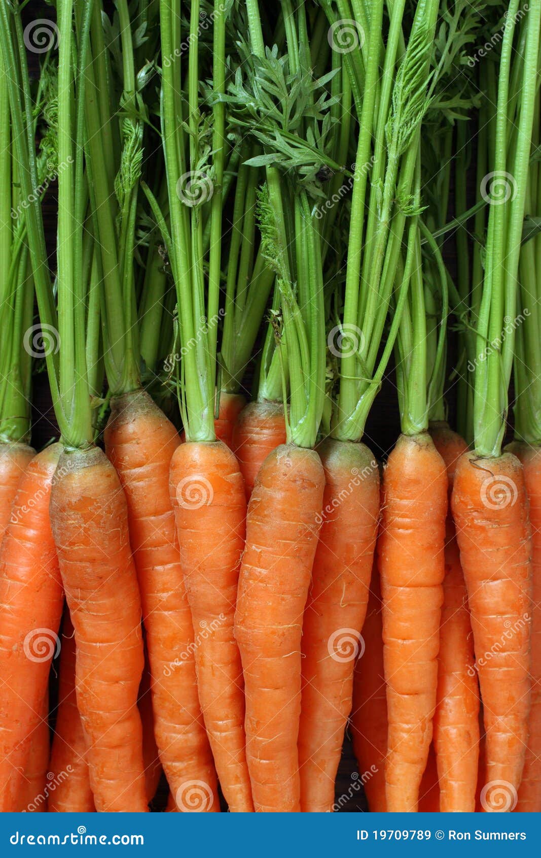 Bunch of carrots stock image. Image of nature, natural - 19709789