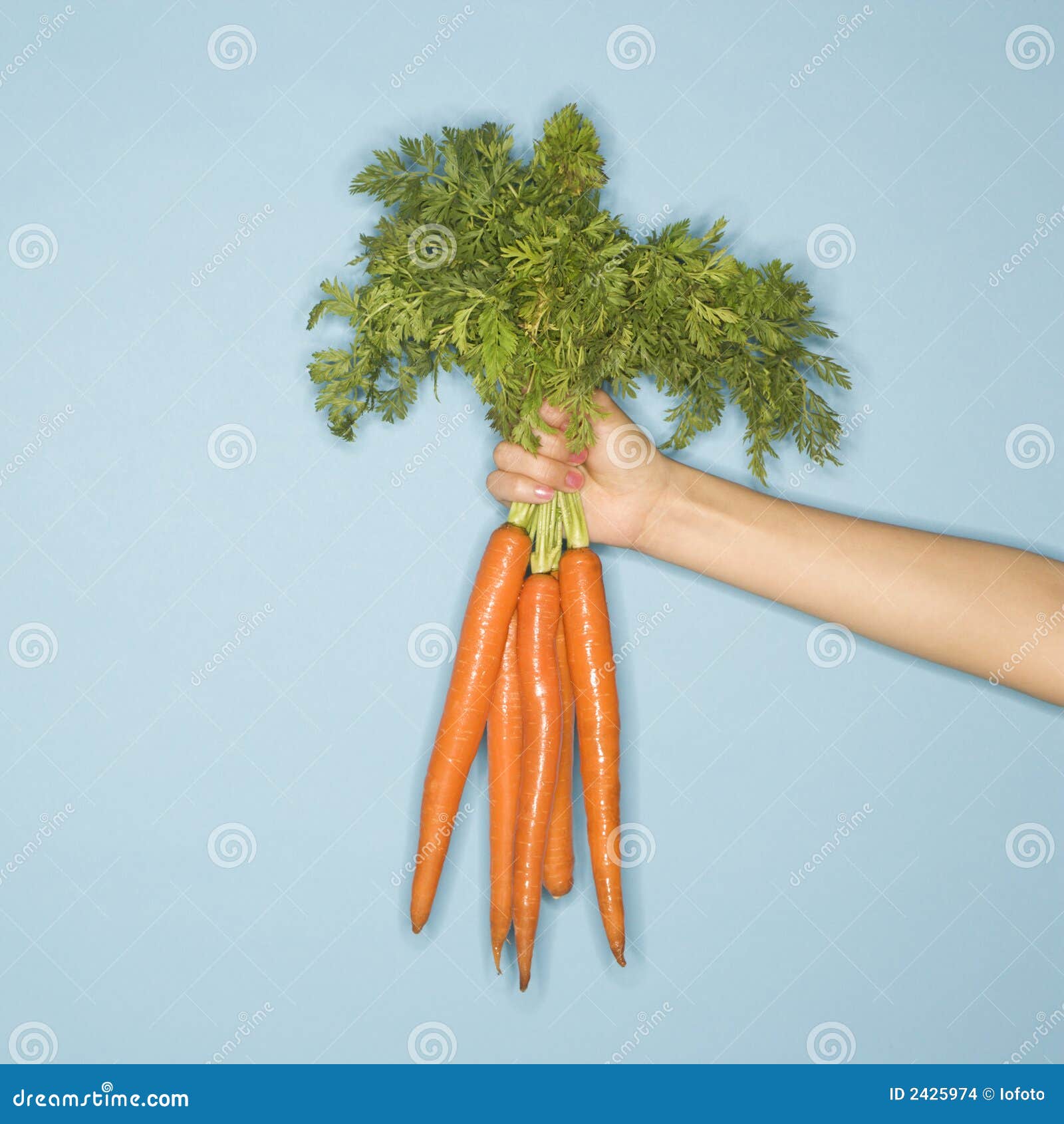 Bunch of carrots. stock photo. Image of bunch, caucasian - 2425974