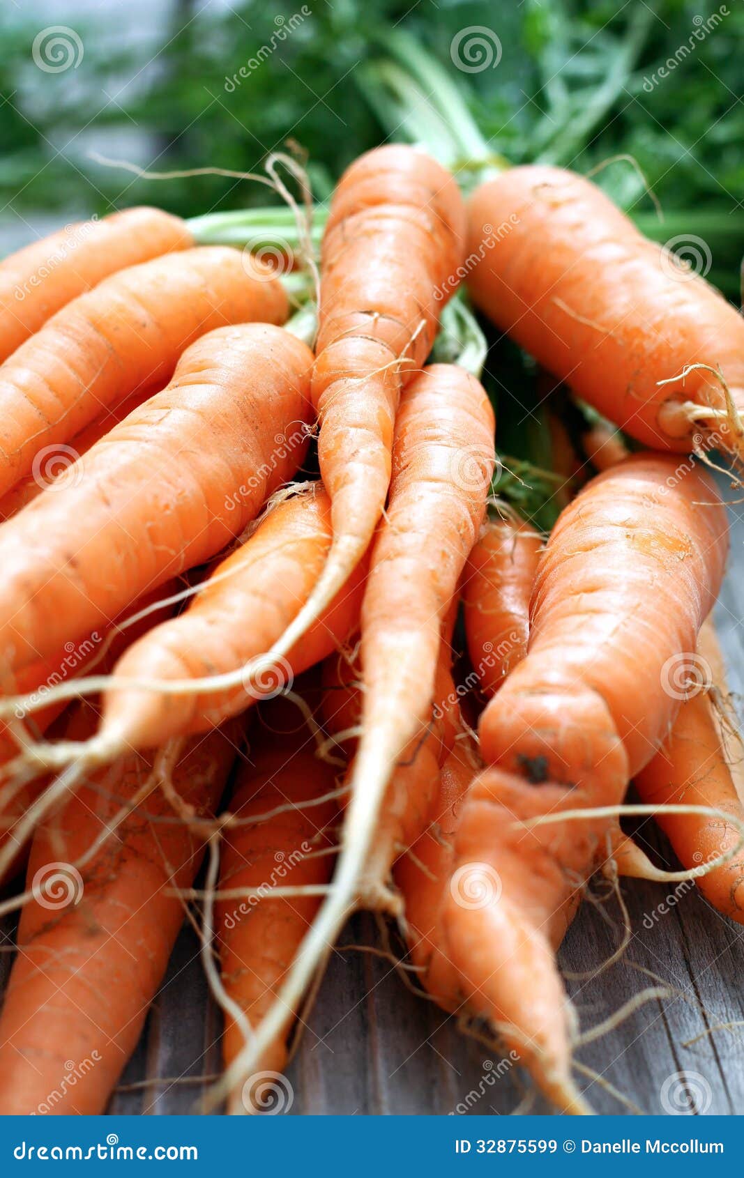 Bunch of Carrots stock image. Image of carrots, produce - 32875599