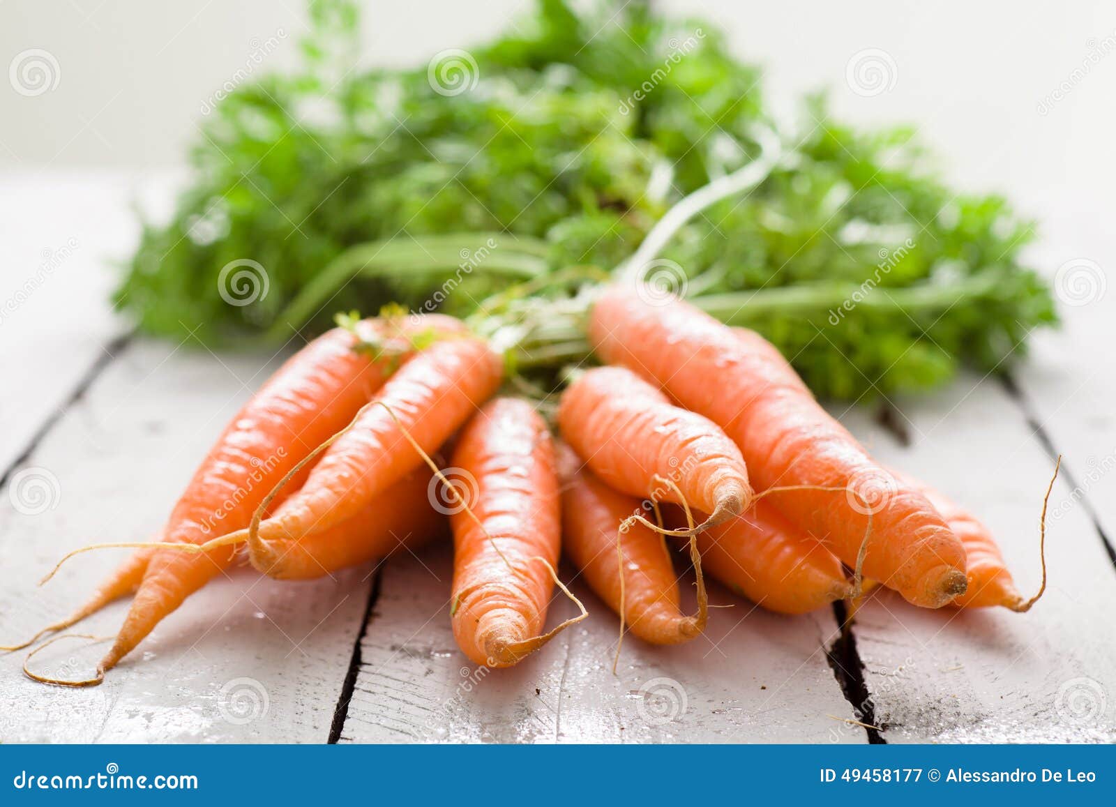 Bunch of Carrots stock image. Image of focus, horizontal - 49458177
