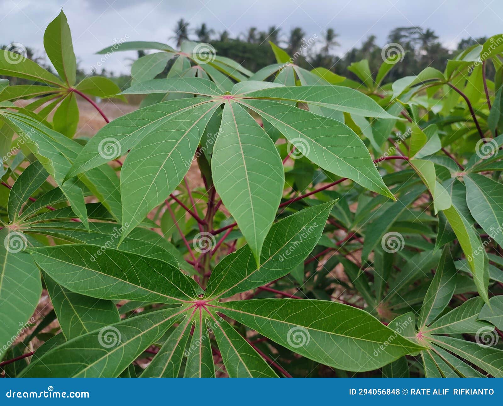 A bunch of cassava leaves stock photo. Image of plant - 294056848
