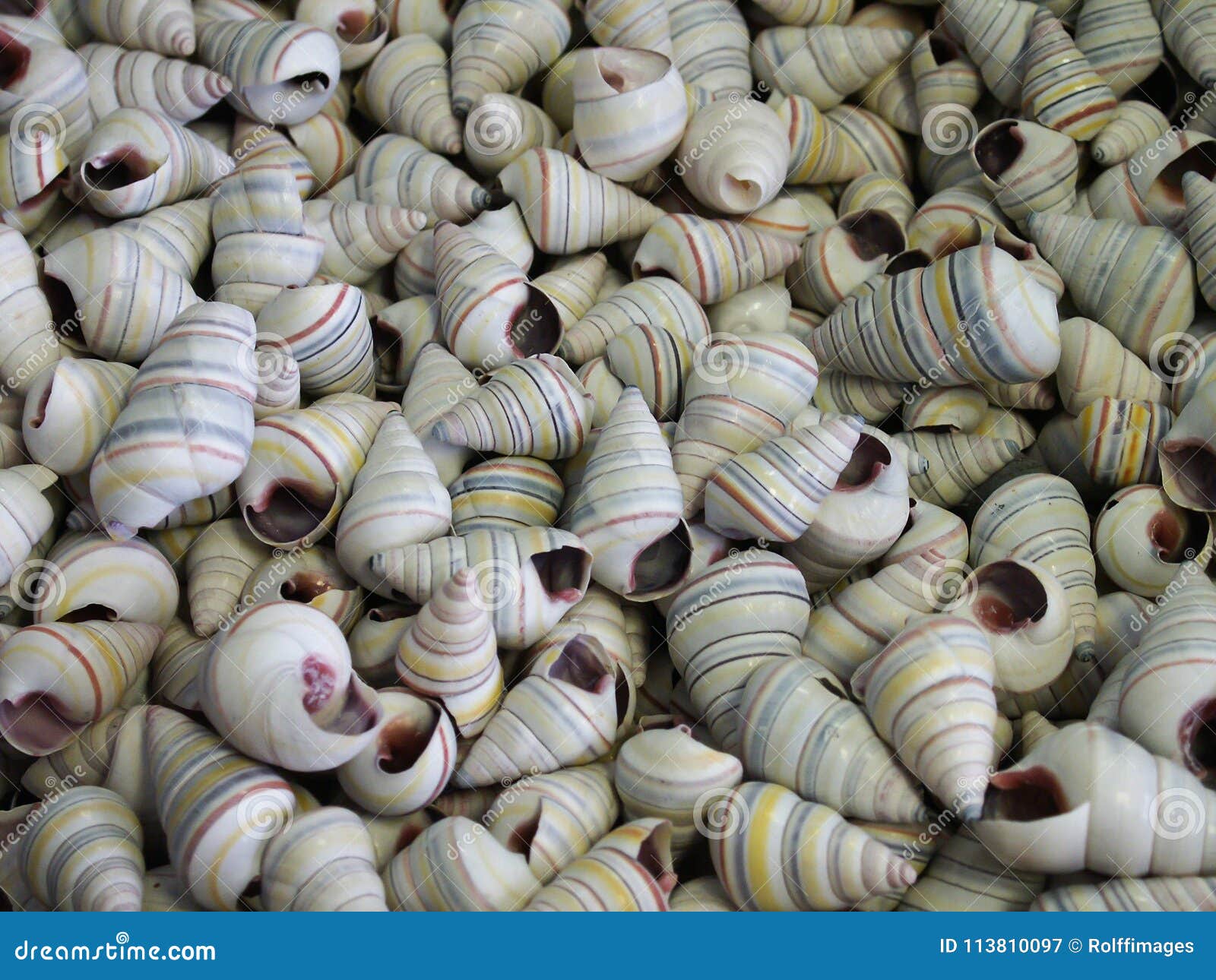 Cerith shells stock image. Image of seafood, aquatic - 113810097