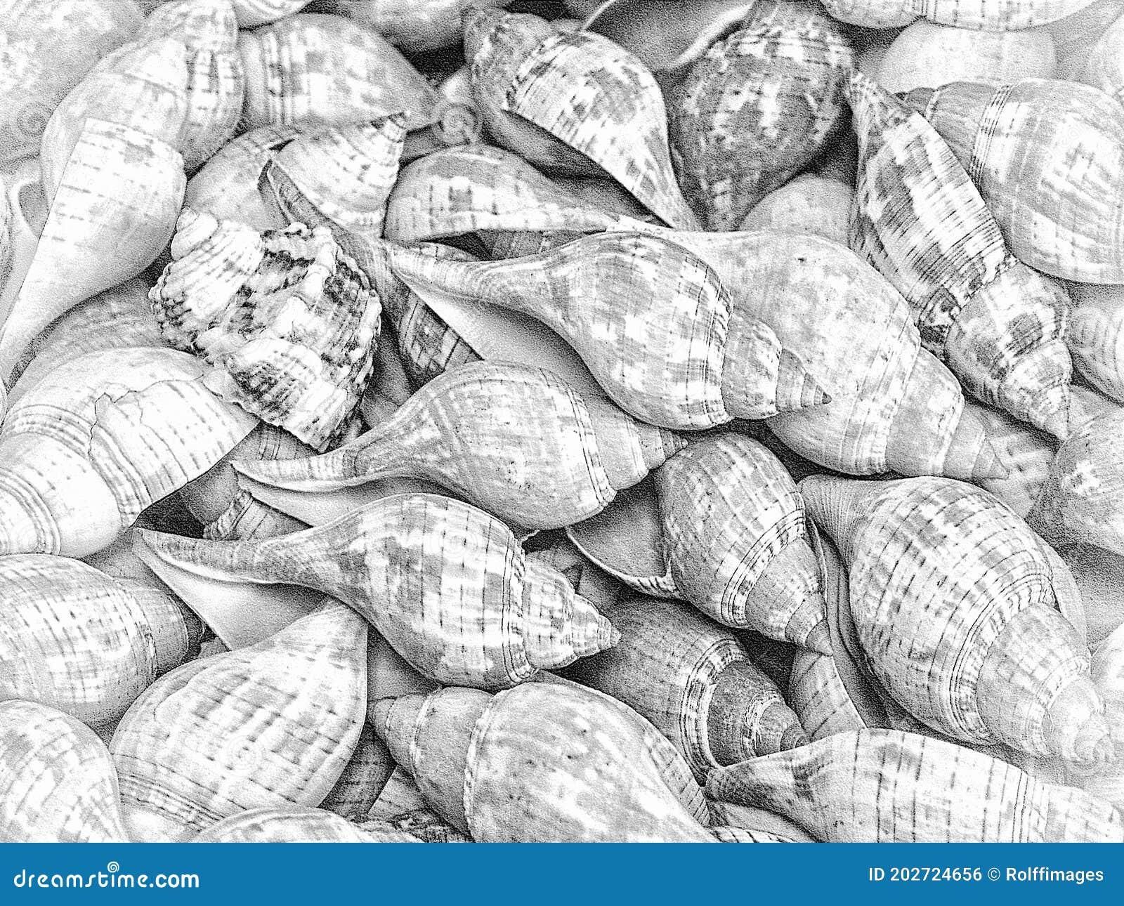 Bunch of cerith shells stock photo. Image of seafood - 202724656