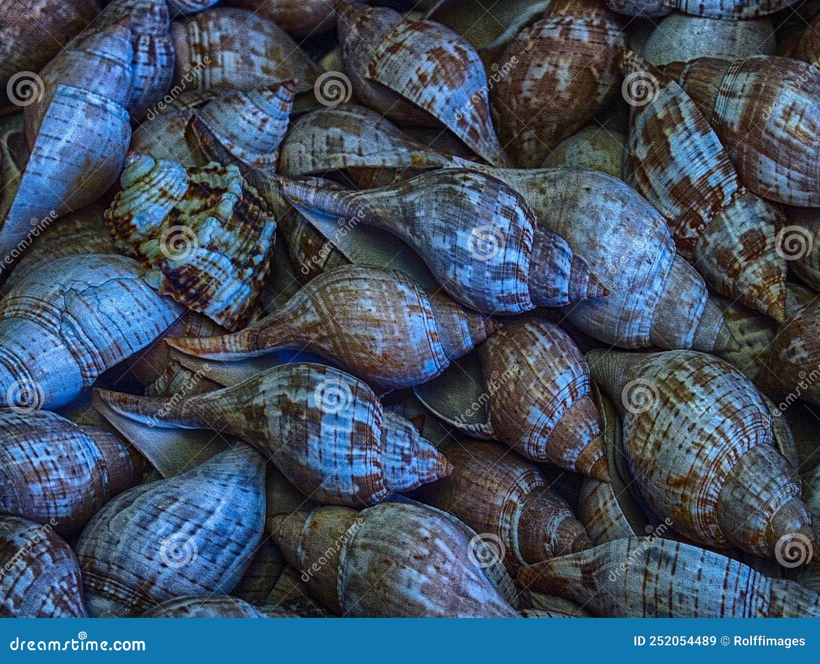 Bunch of cerith shells stock image. Image of pattern - 252054489