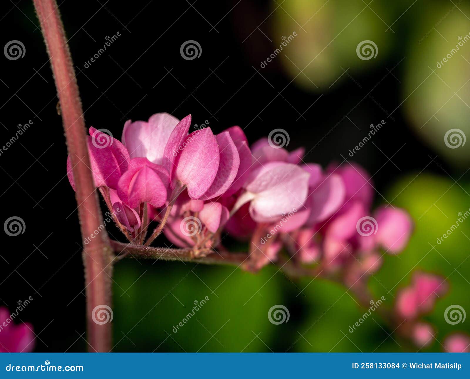Bunch of Chain of Love Flowers Arranging Stock Photo - Image of detail ...