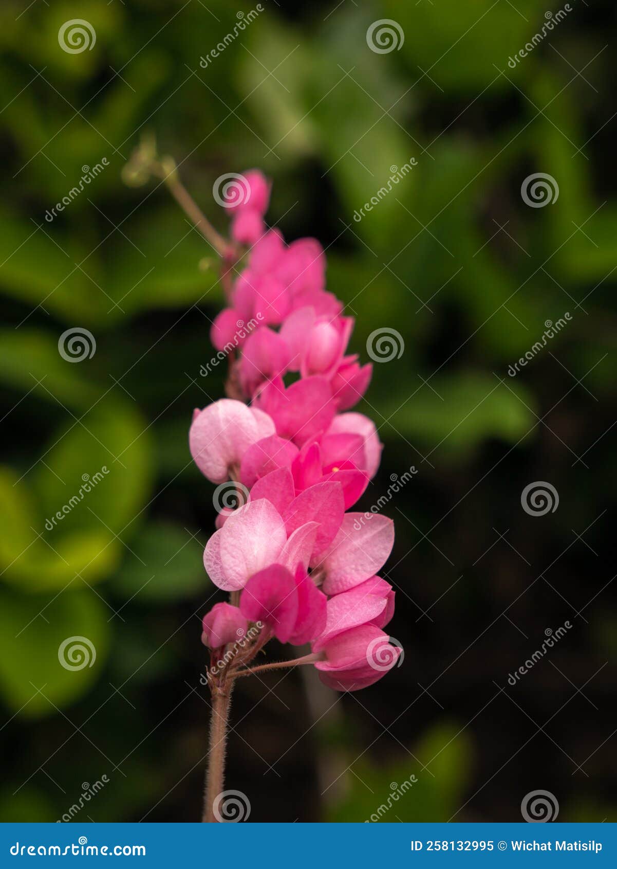 Bunch of Chain of Love Flowers Stacking Stock Image - Image of chain ...