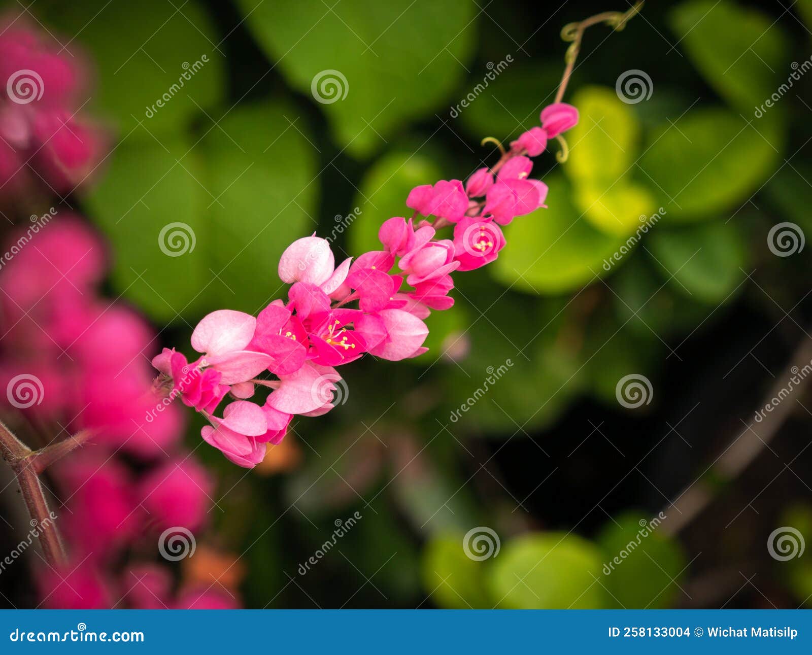 Bunch of Chain of Love Flowers Stacking Stock Photo - Image of coral ...