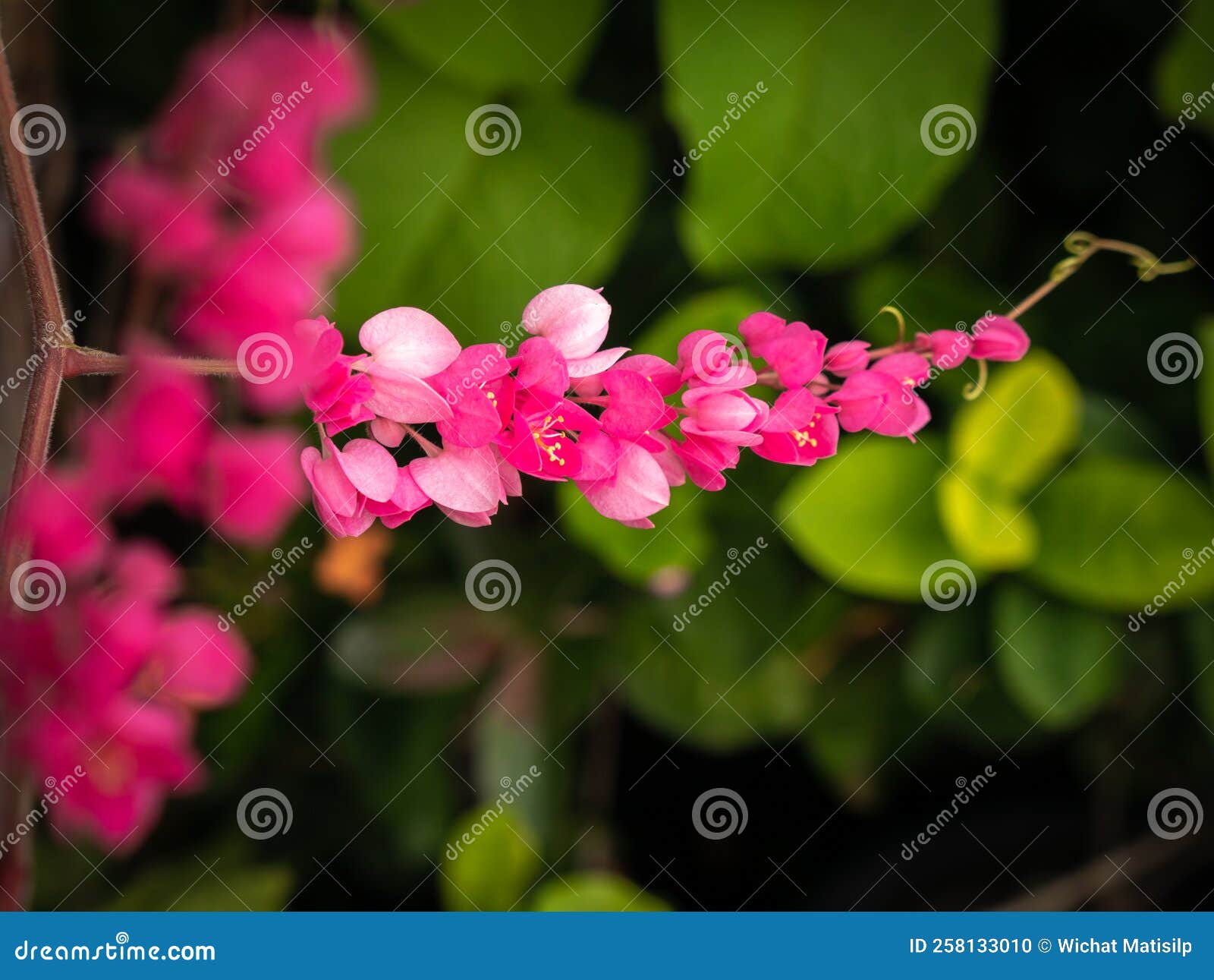 Bunch of Chain of Love Flowers Stacking Stock Photo - Image of blooming ...
