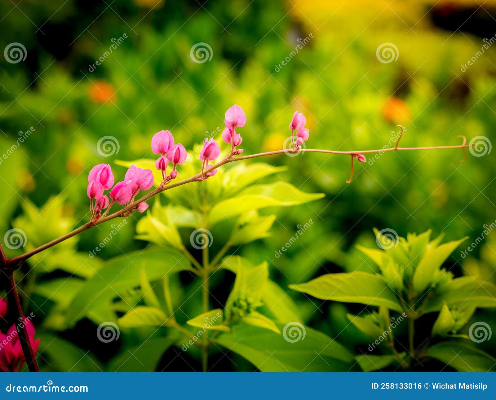 Bunch of Chain of Love Flowers Stacking Stock Photo - Image of ...