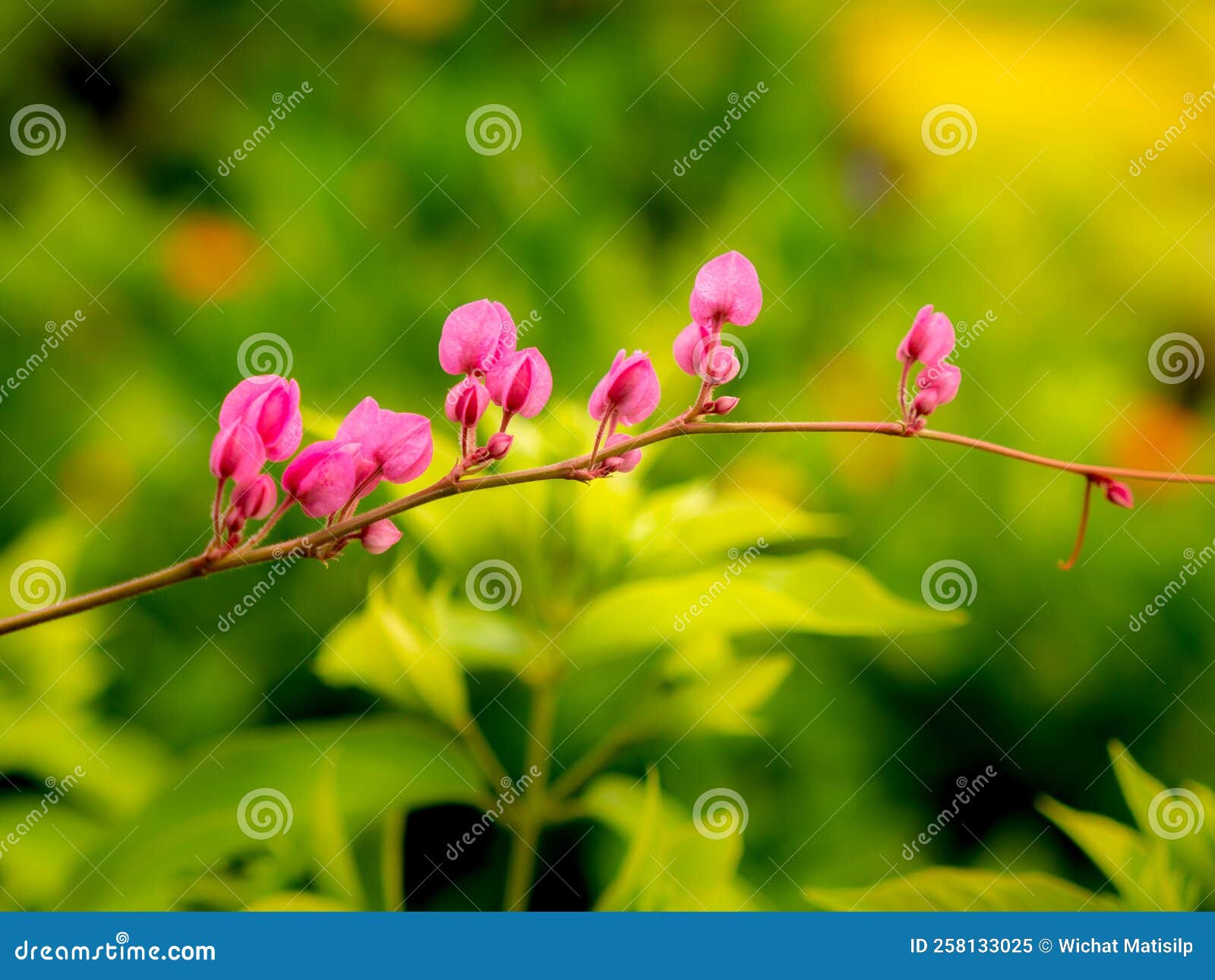 Bunch of Chain of Love Flowers Stacking Stock Image - Image of gourmet ...