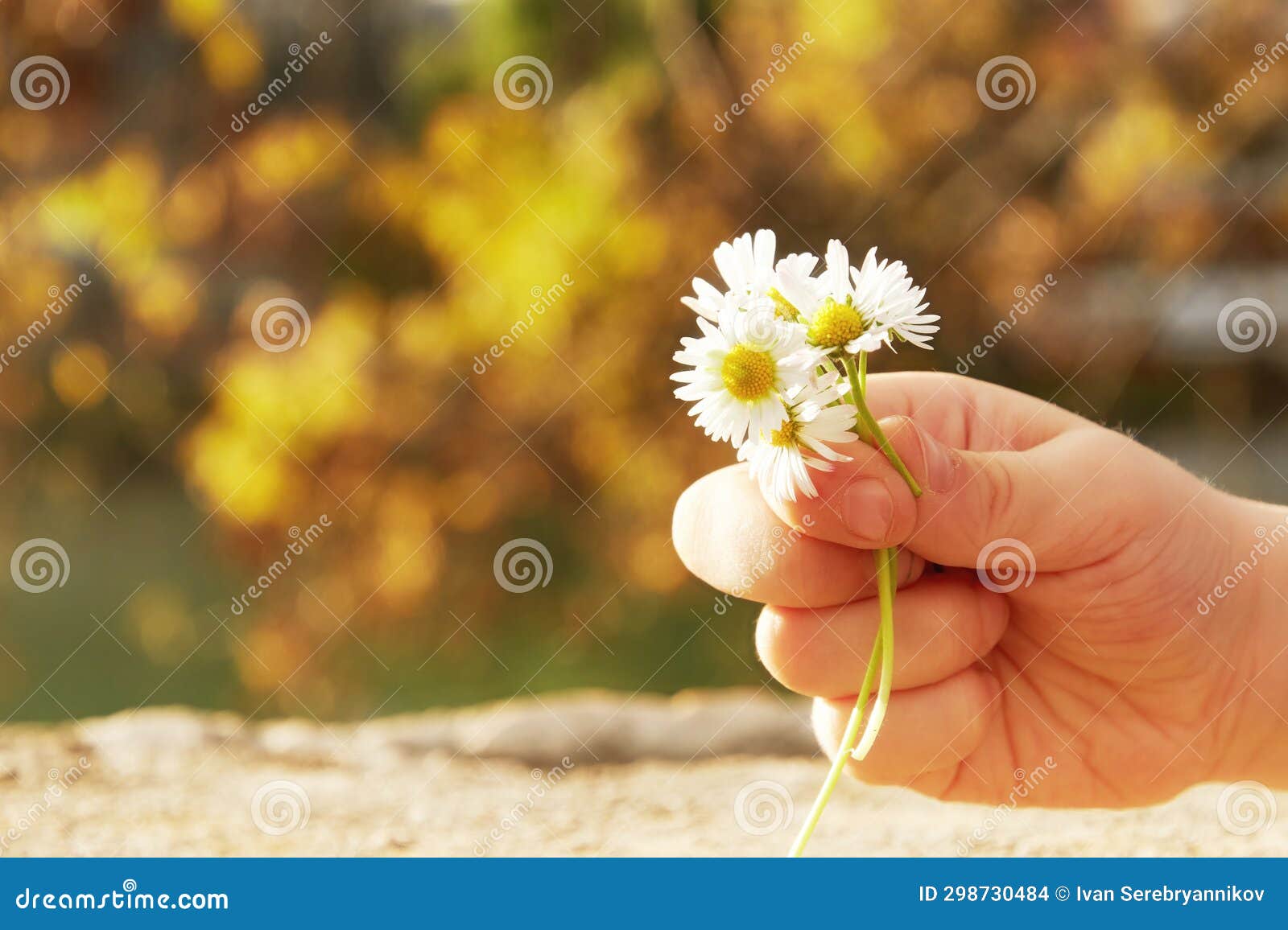 Bunch Chamomile Flowers in the Small Kid Hand Stock Photo - Image of ...