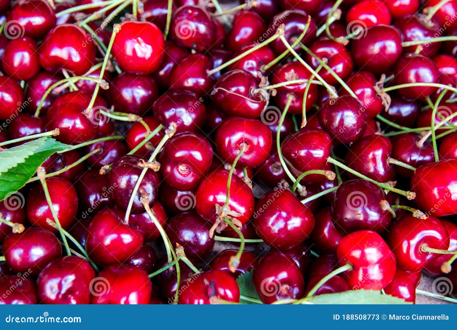 Bunch of cherries stock image. Image of berry, cherry - 188508773