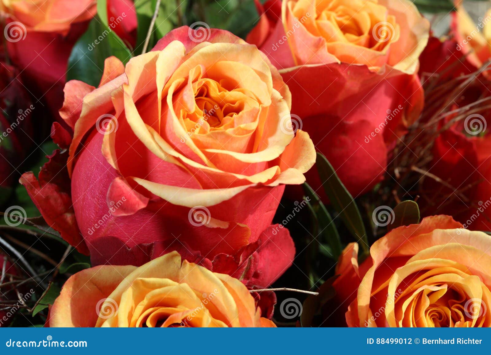 Bunch of Cherry Brandy Roses Stock Photo - Image of concepts ...