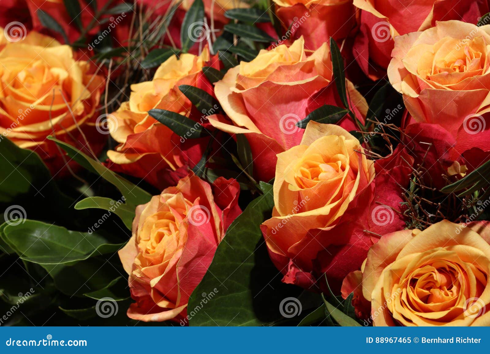 Bunch of Cherry Brandy Roses Stock Image - Image of bright, gift: 88967465