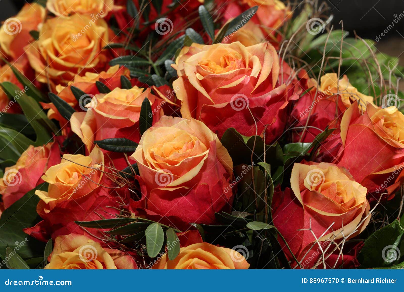 Bunch of Cherry Brandy Roses Stock Photo - Image of holiday, colors ...