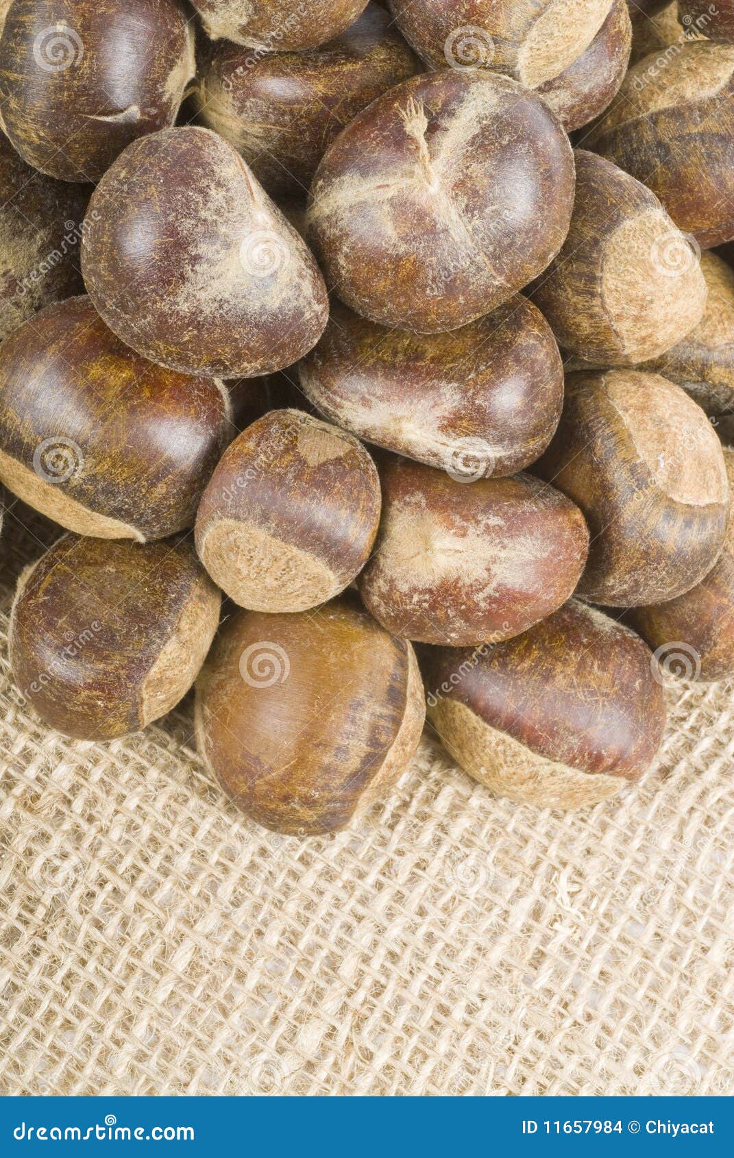 Bunch of Chestnuts stock photo. Image of food, burlap - 11657984