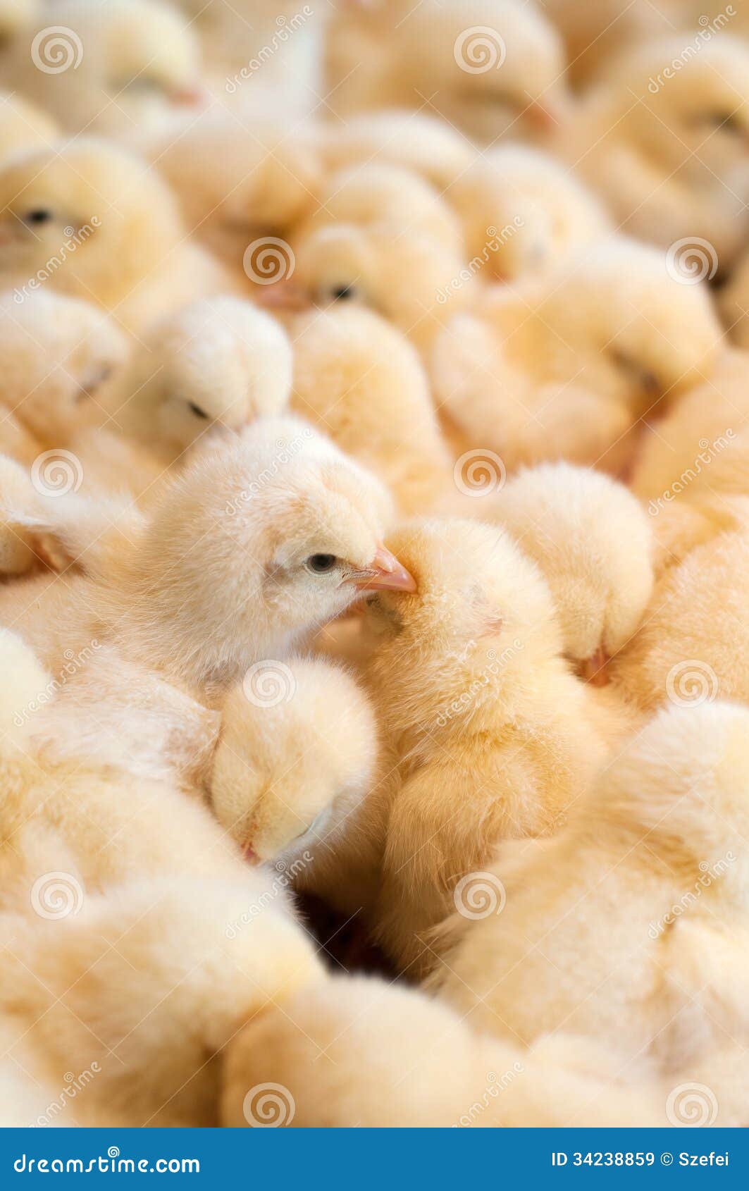 Bunch of chicks stock image. Image of chicks, bird, chicken - 34238859
