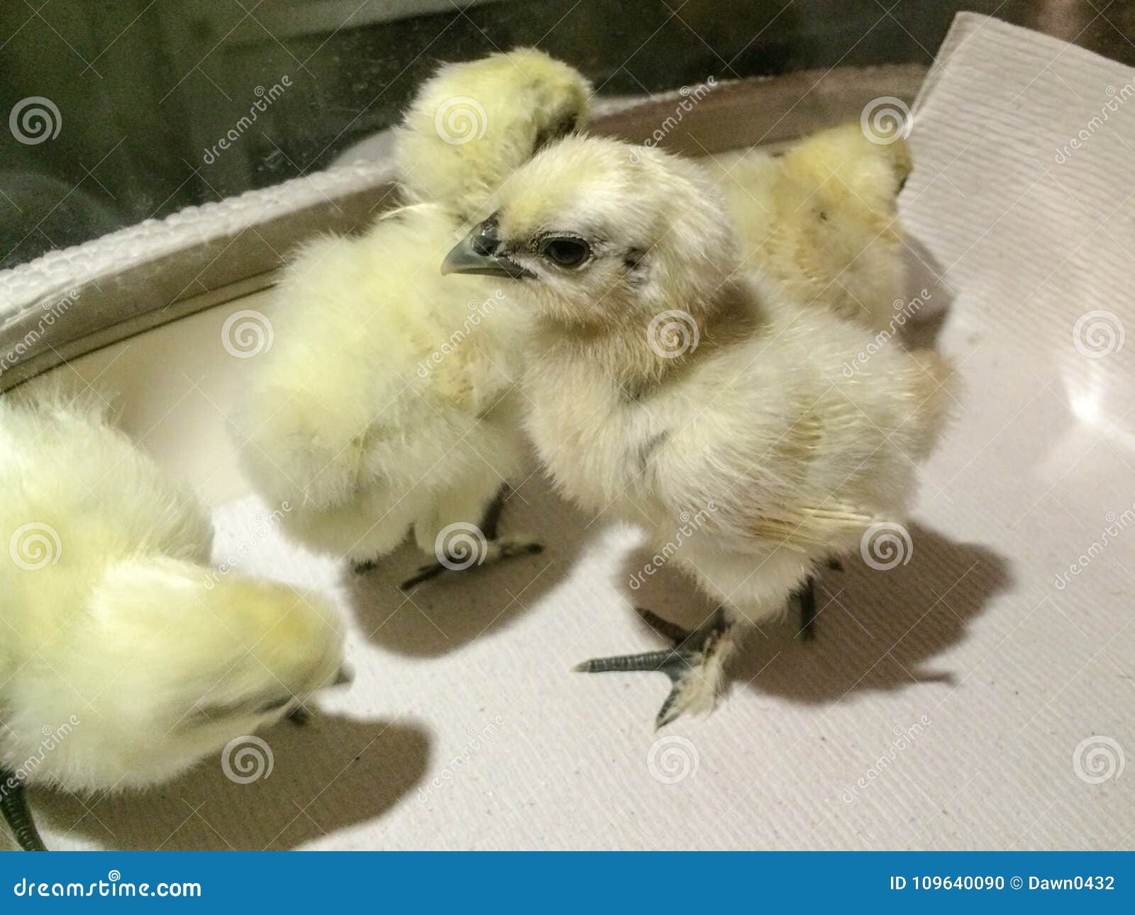 A Bunch of Chicks Just Out of the Shell. Stock Photo - Image of little ...