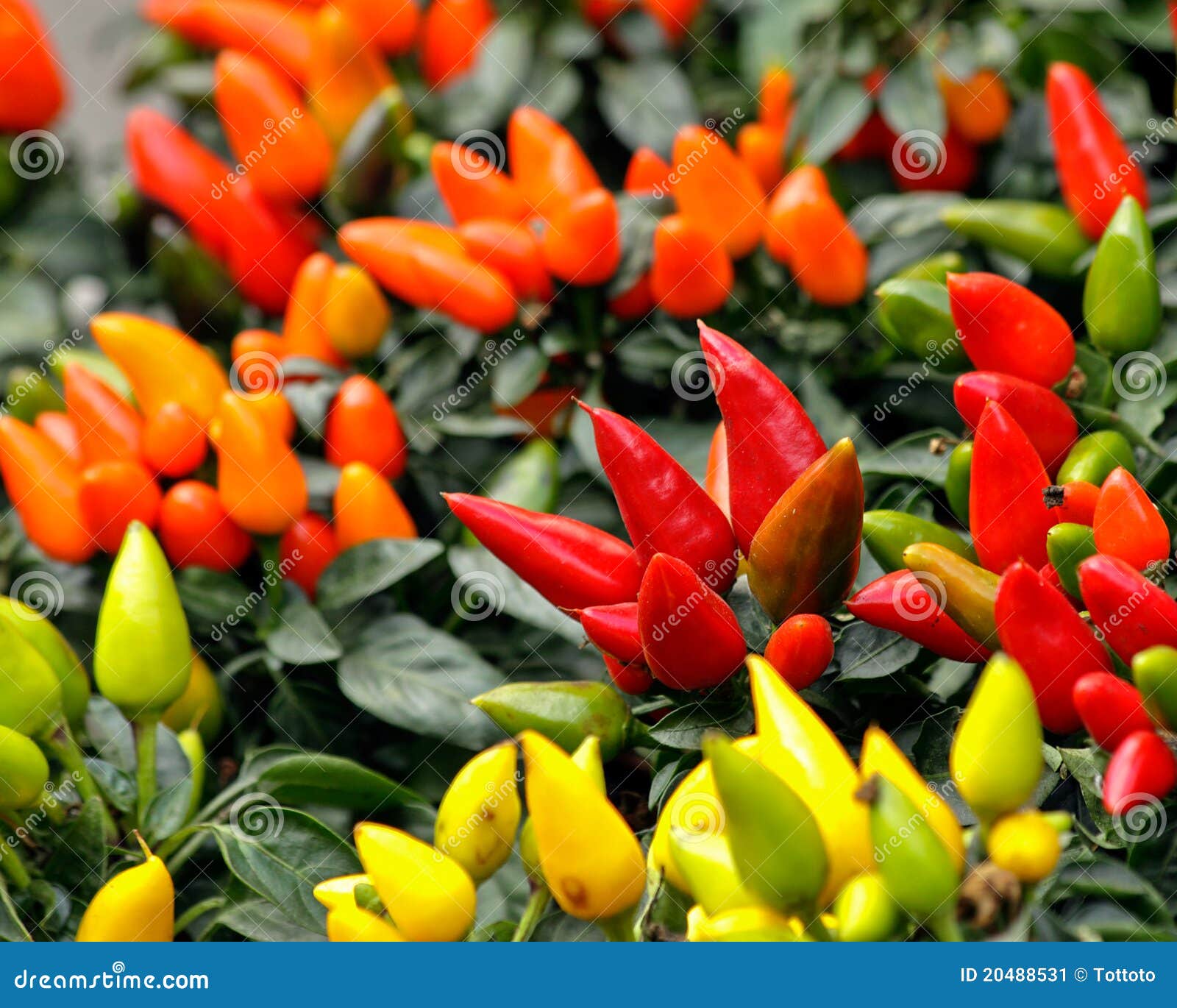 Bunch of chillis stock image. Image of flowers, cooking - 20488531