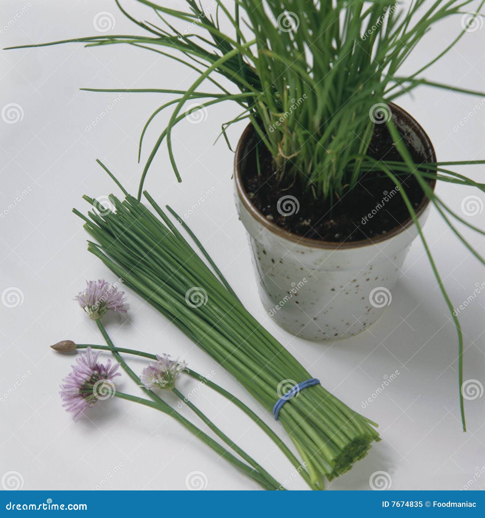 Bunch of chives stock image. Image of flower, edible, uncooked - 7674835