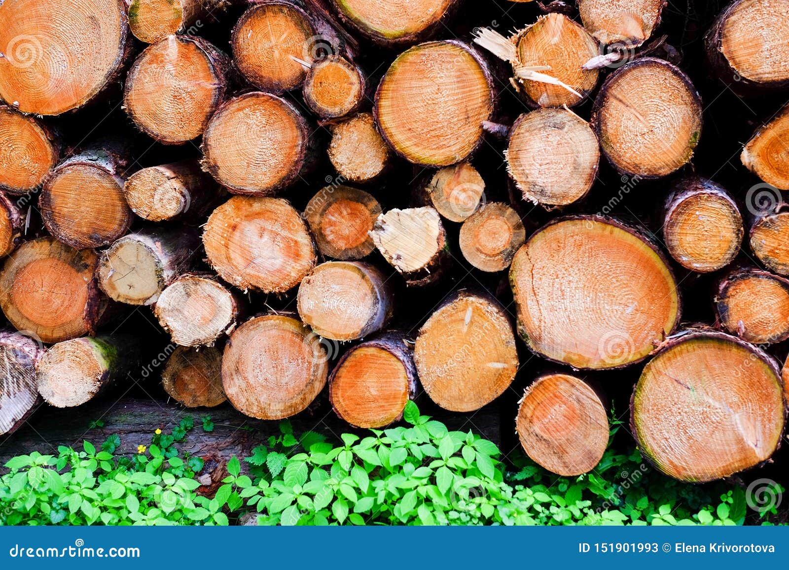 Bunch of Chopped Tree Trunks Stock Image - Image of garden, plants ...