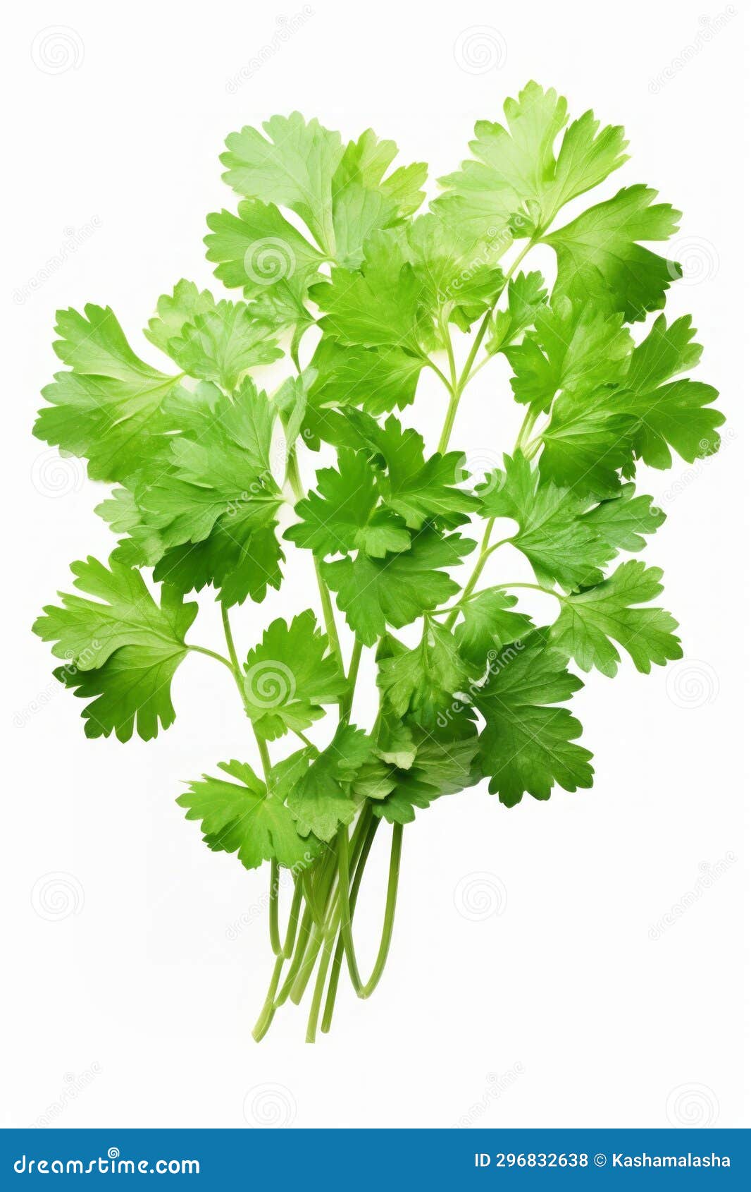 Bunch of Cilantro Isolated on White Stock Illustration - Illustration ...