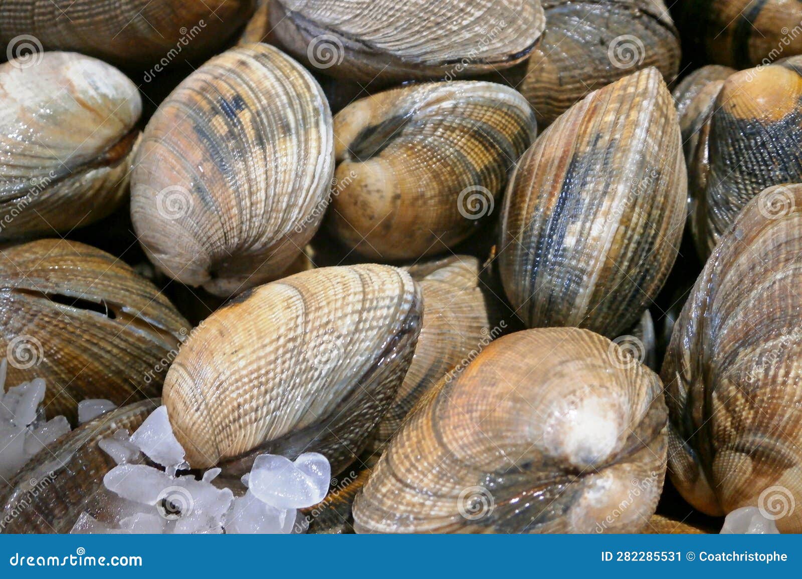 Stack Clams Royalty-Free Stock Image | CartoonDealer.com #66960106