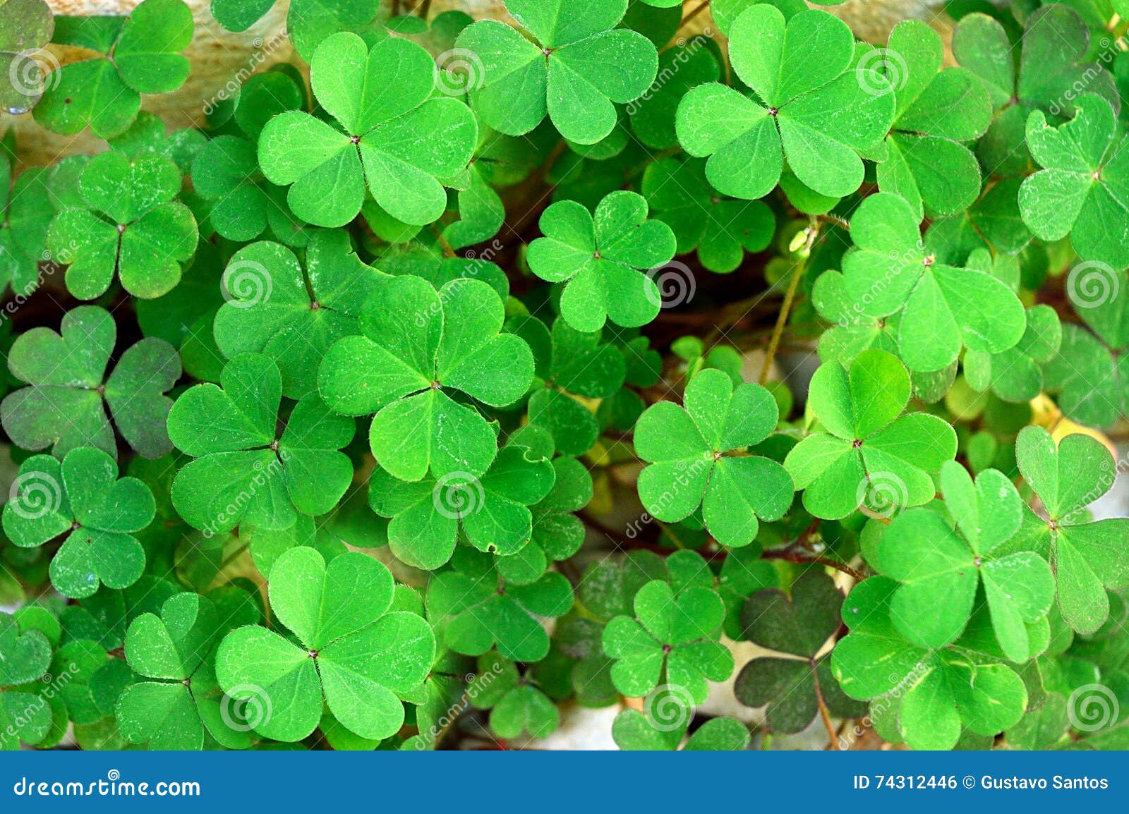 A bunch of Clover Leaves stock photo. Image of plant - 74312446