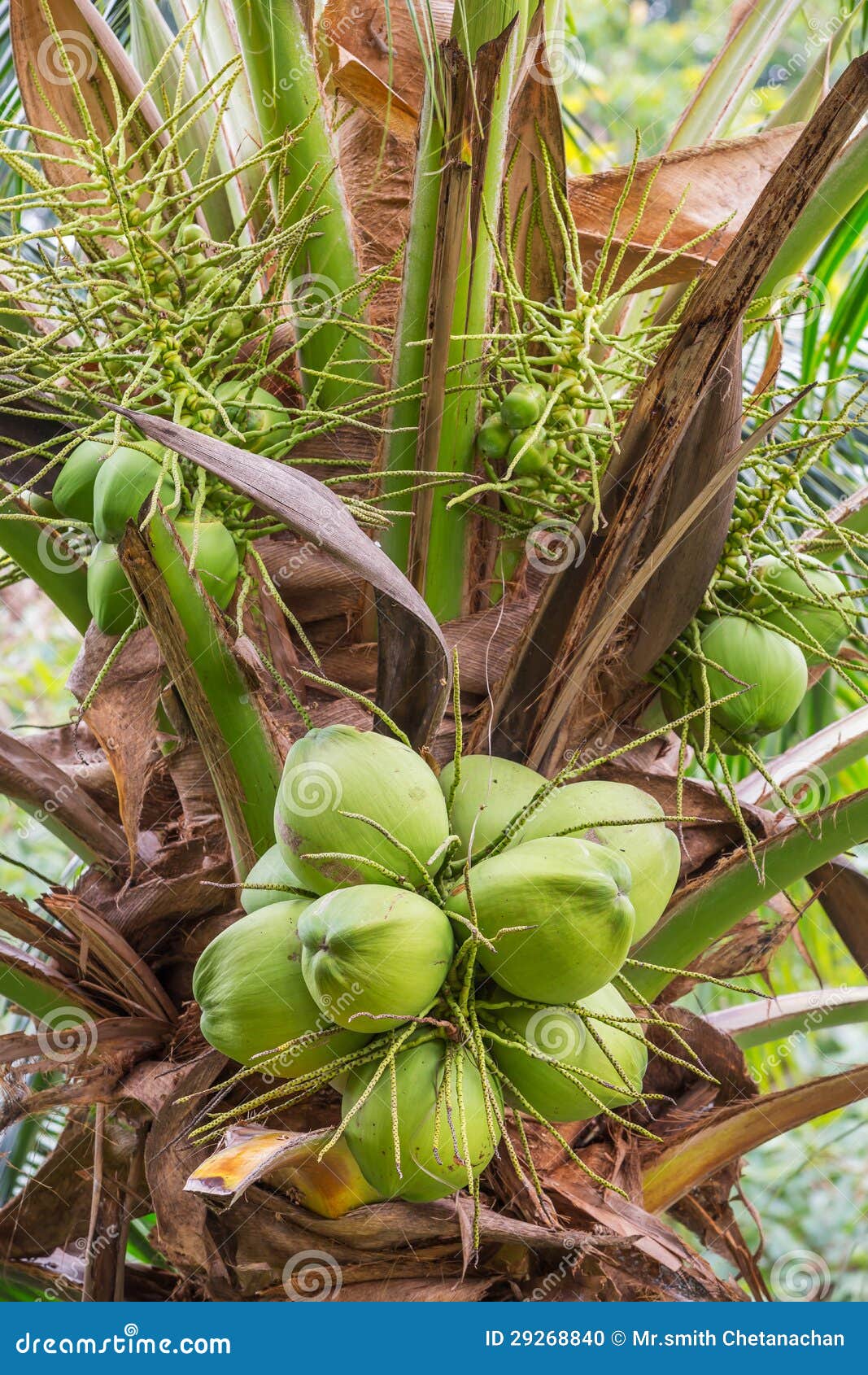 Bunch of coconut stock photo. Image of flora, food, asia - 29268840