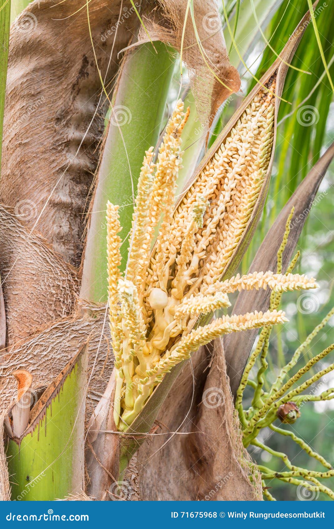 Bunch of coconut flower. stock photo. Image of thailand - 71675968