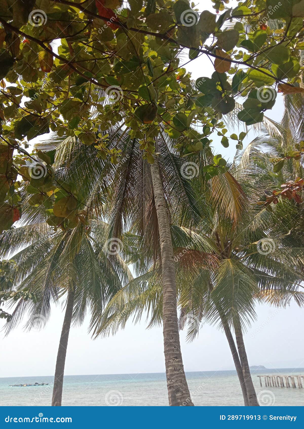 Bunch of Coconut Tree on the Beach Stock Image - Image of coconut ...
