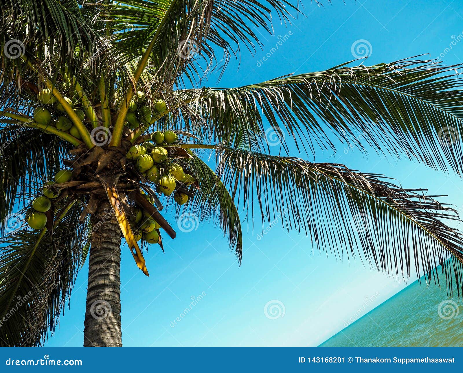 Bunch Of Coconut On Coconut Tree. Tropical Fruit. Palm Tree With Green ...