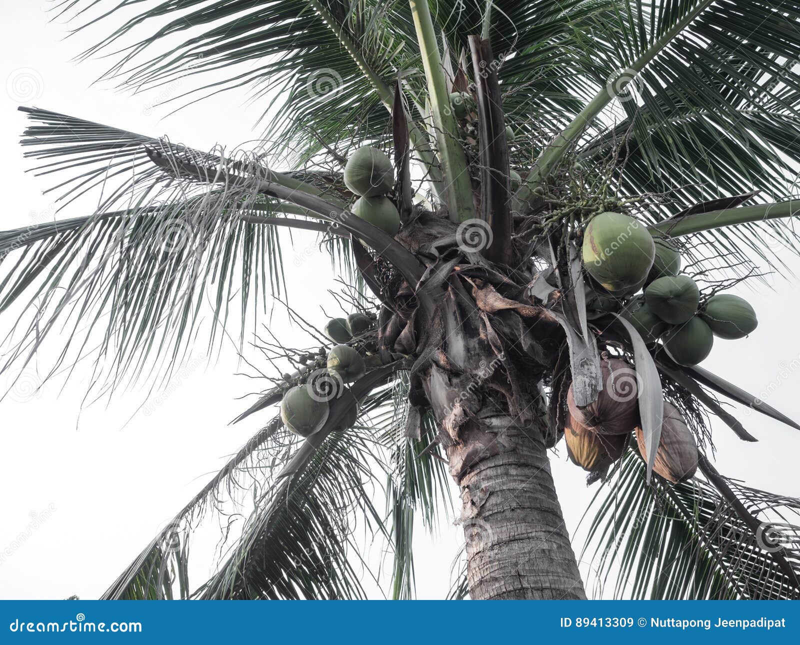 Bunch coconut on tree stock image. Image of healthy, tropical - 89413309