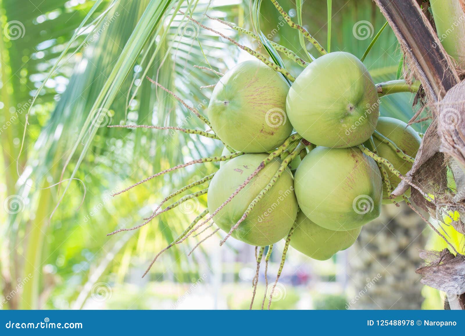 Bunch coconut on tree stock photo. Image of food, branch - 125488978