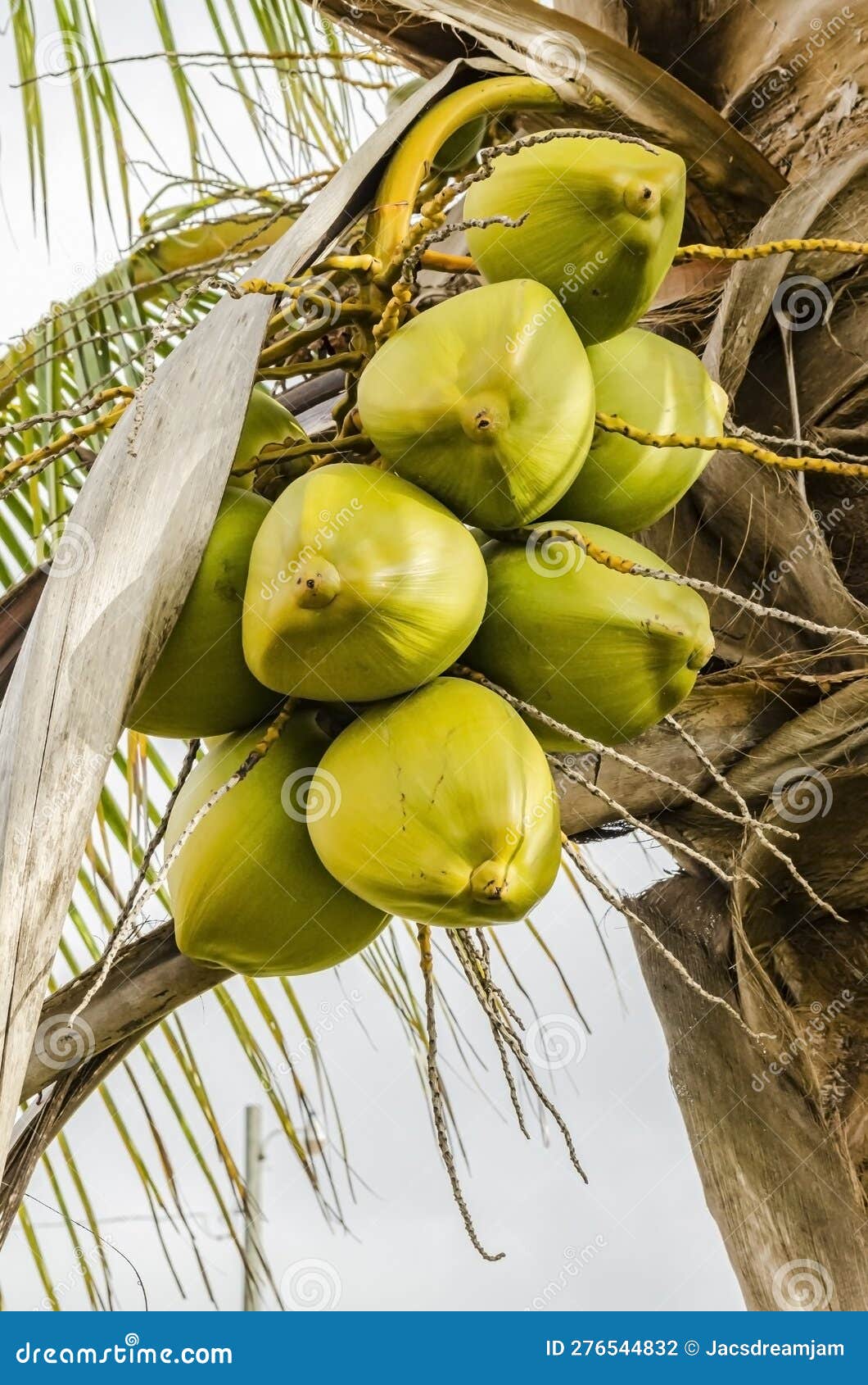 Bunch of Coconut on Tree stock photo. Image of outdoor - 276544832