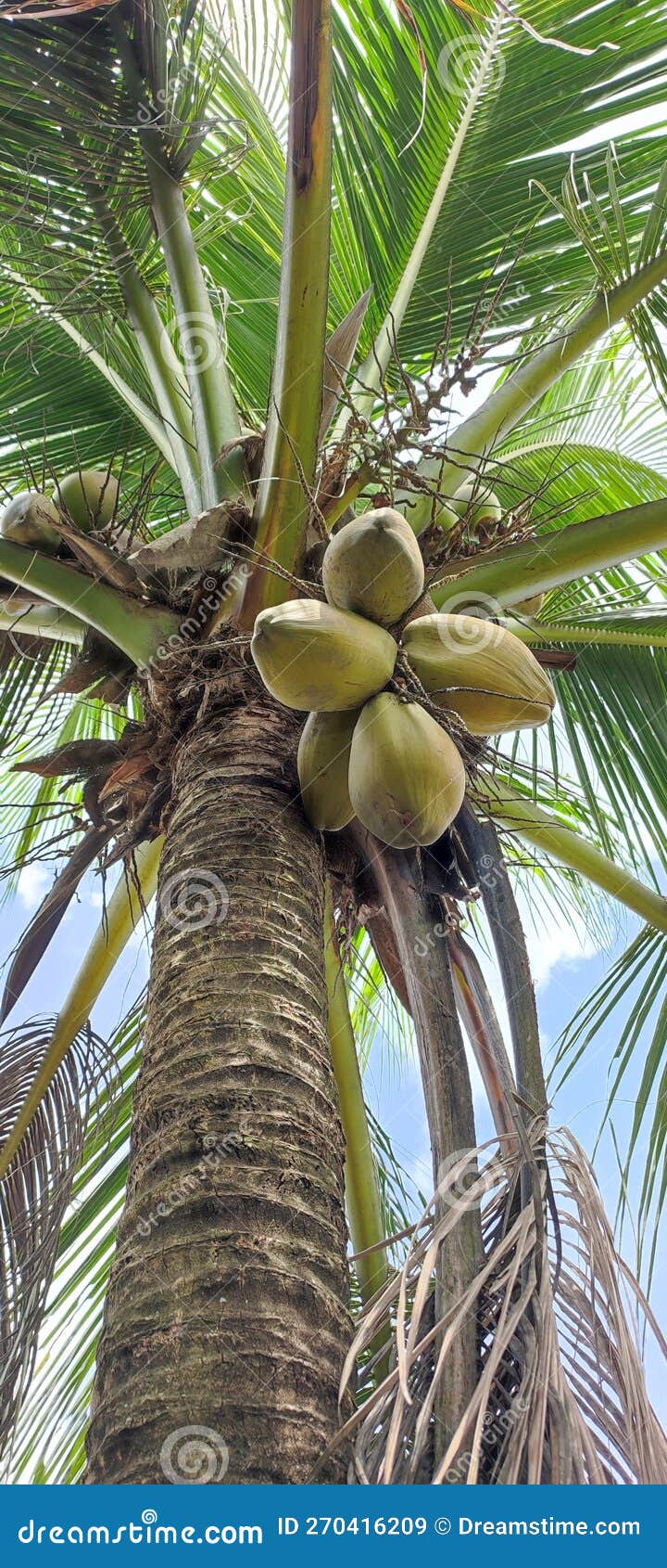 Bunch of coconuts stock image. Image of bunch, tree - 270416209