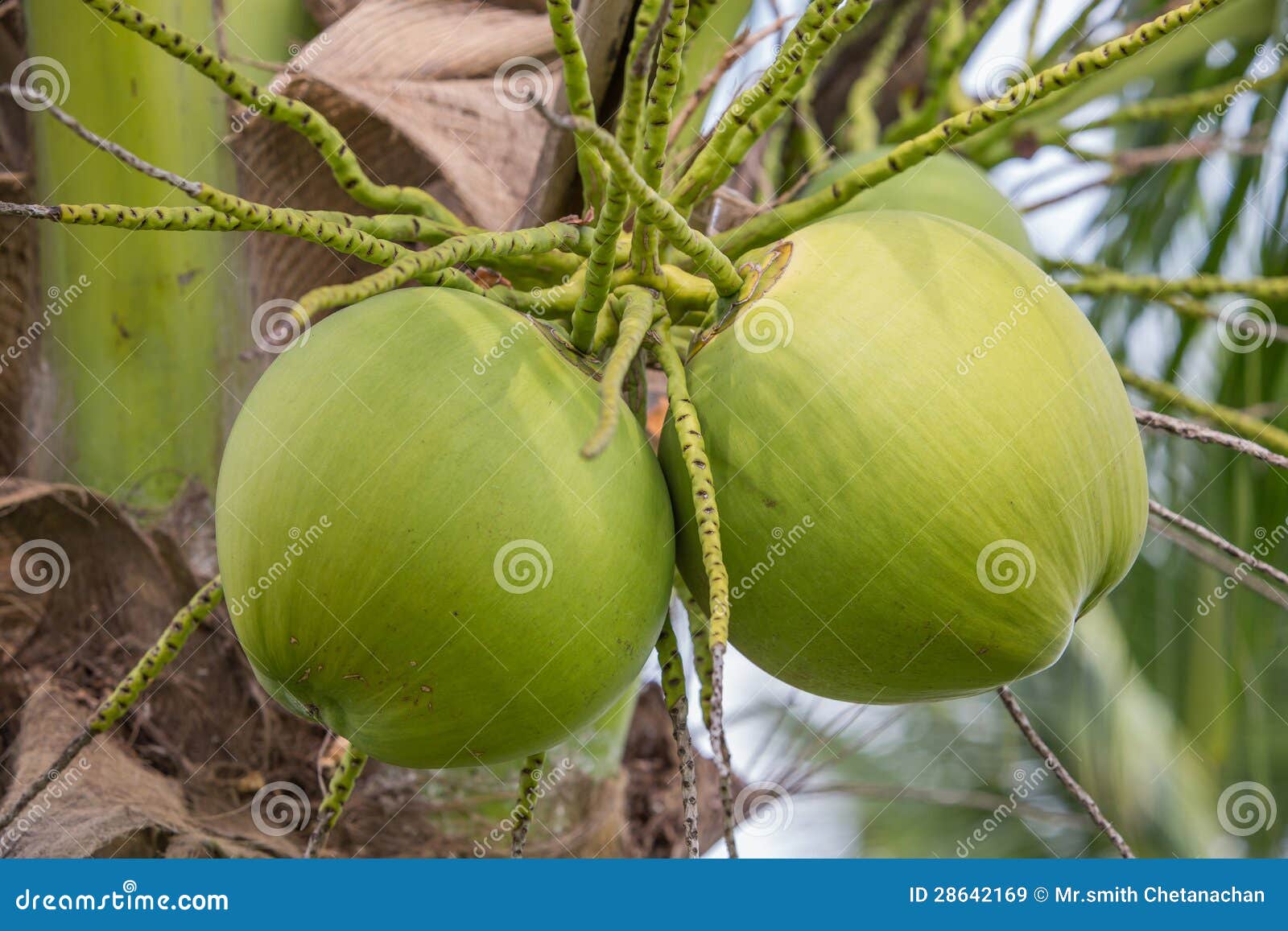 Bunch of coconuts stock image. Image of exotic, fruit - 28642169 Bunch of coconuts stock image. Image of exotic, fruit - 28642169
