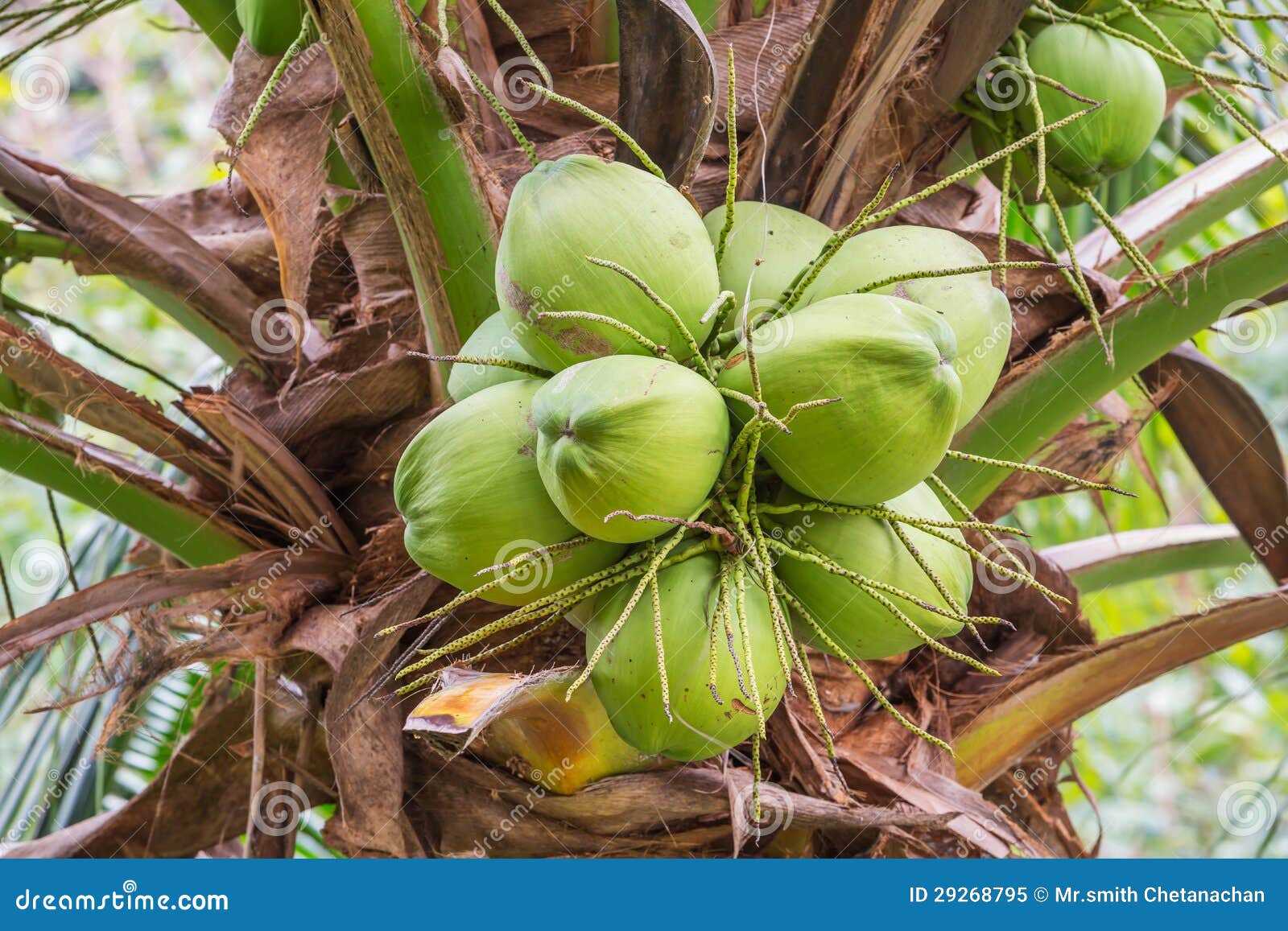 Bunch of coconuts stock image. Image of flora, bundle - 29268795 Bunch of coconuts stock image. Image of flora, bundle - 29268795