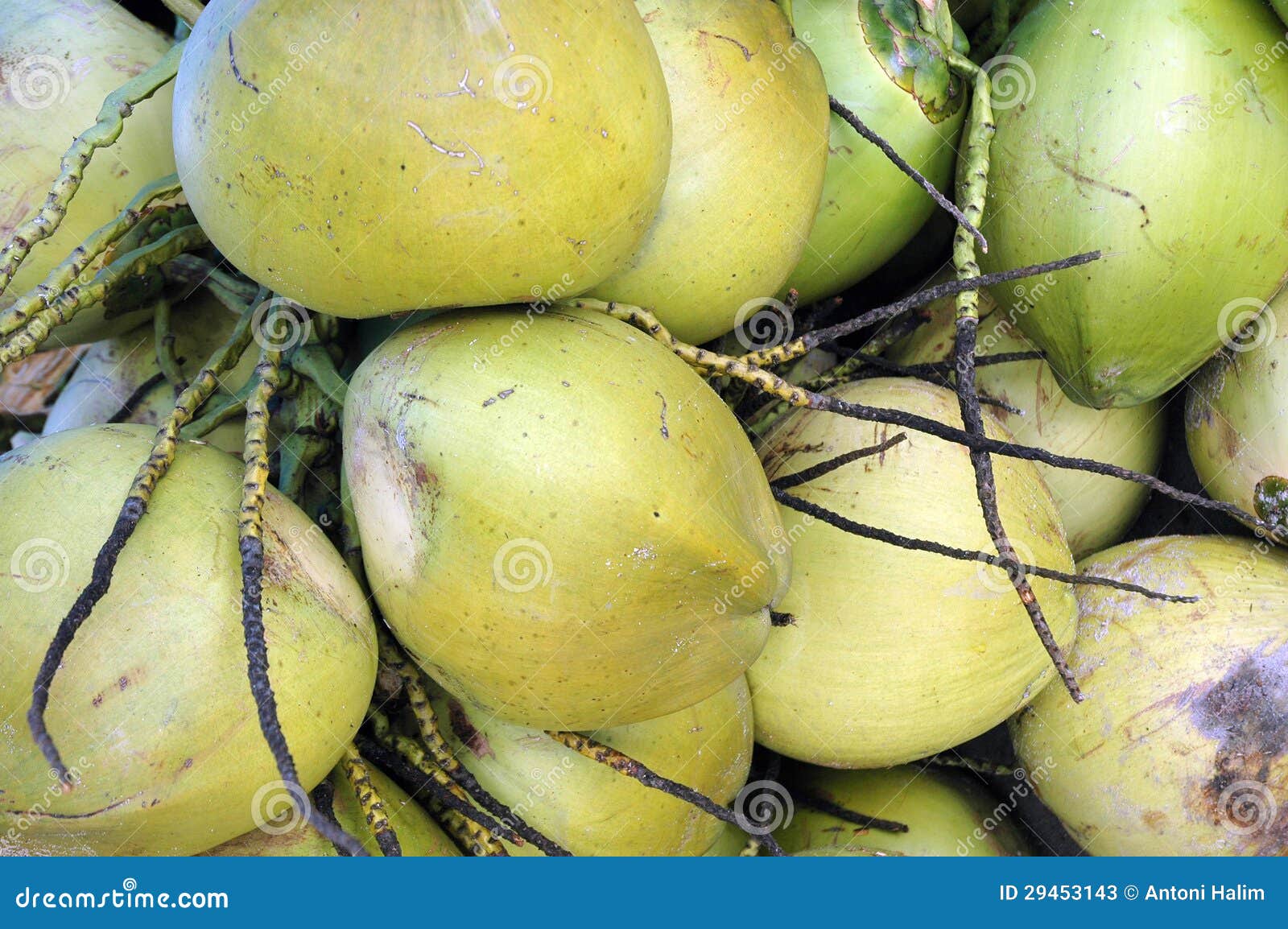Bunch of coconuts stock image. Image of green, juice - 29453143