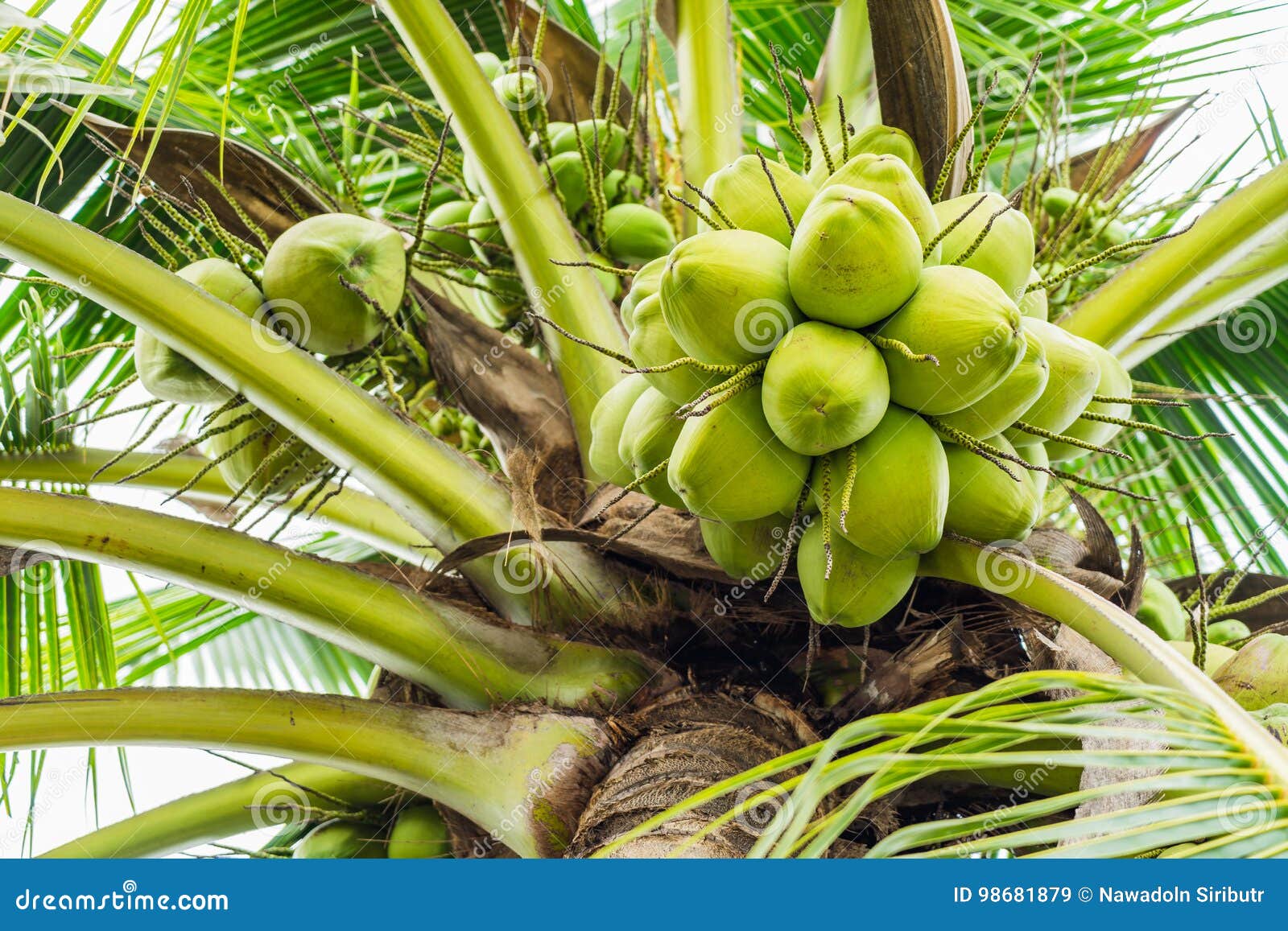 A Bunch of Coconuts on the Coconut Tree Stock Image - Image of leaf ...