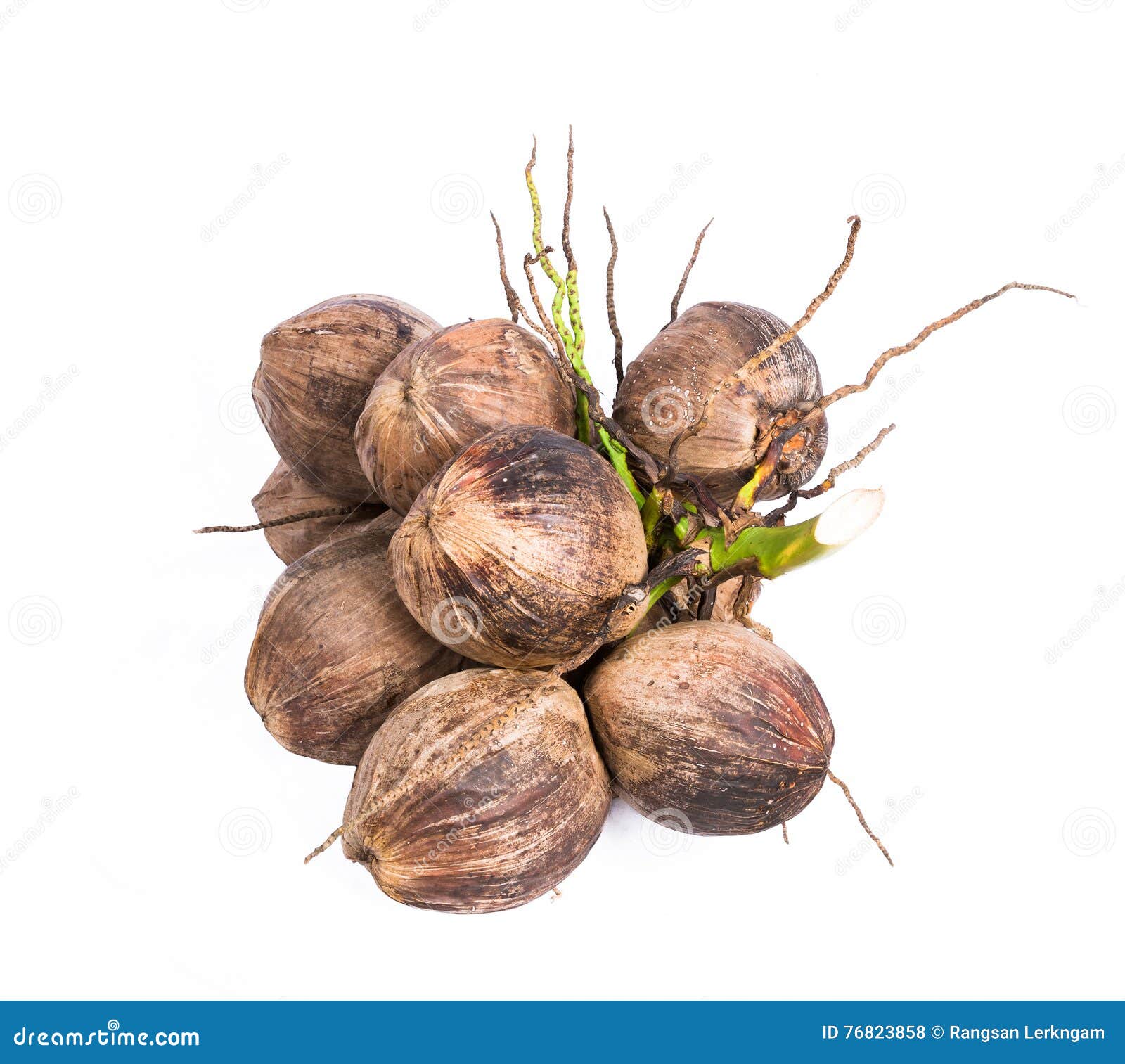 Matured Coconuts Stocked Together For De-husking. Top View Of Dry Brown ...