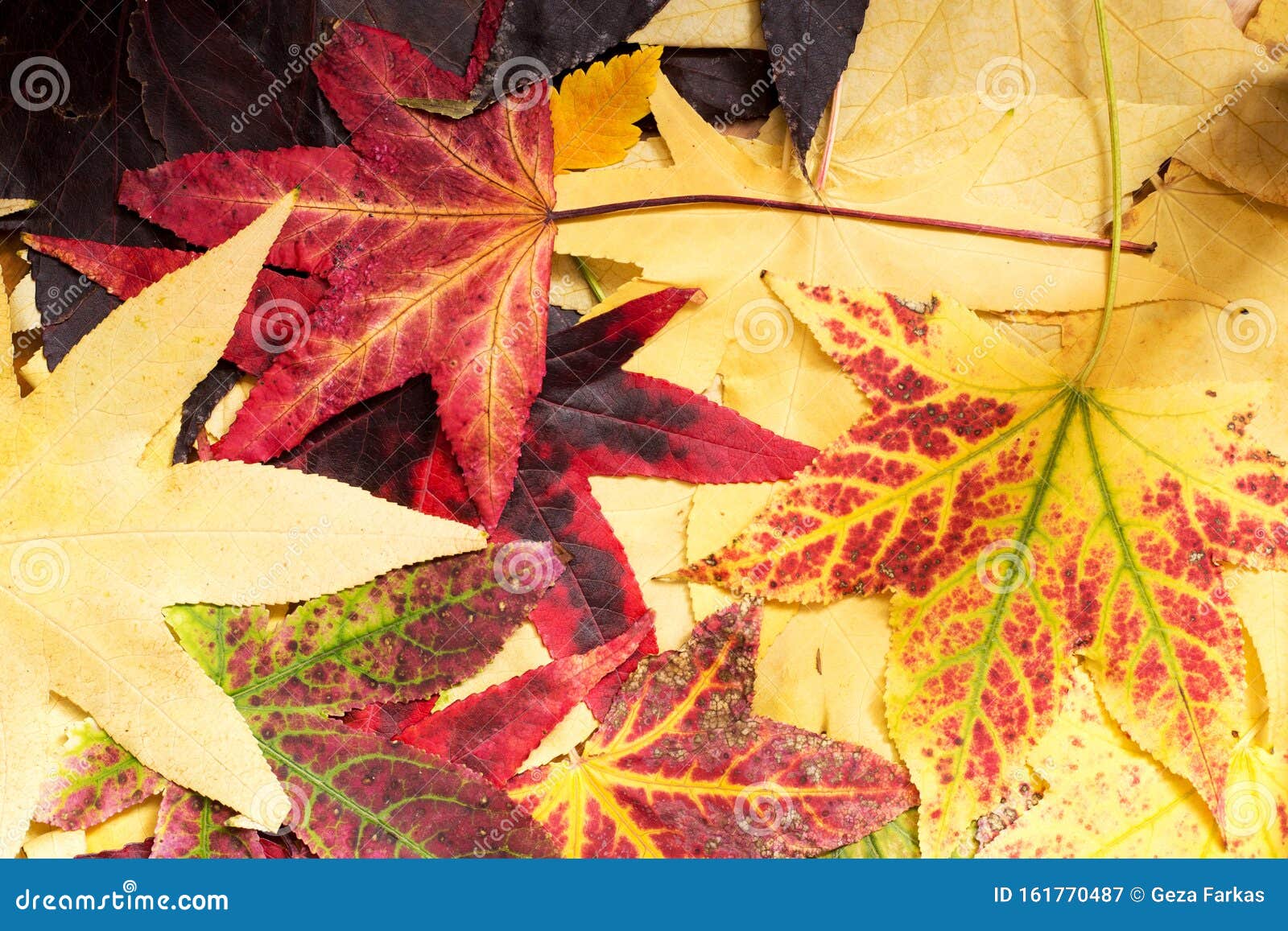 Bunch of Colorful Autumn Maple Leafs Stock Image - Image of gold, plant ...
