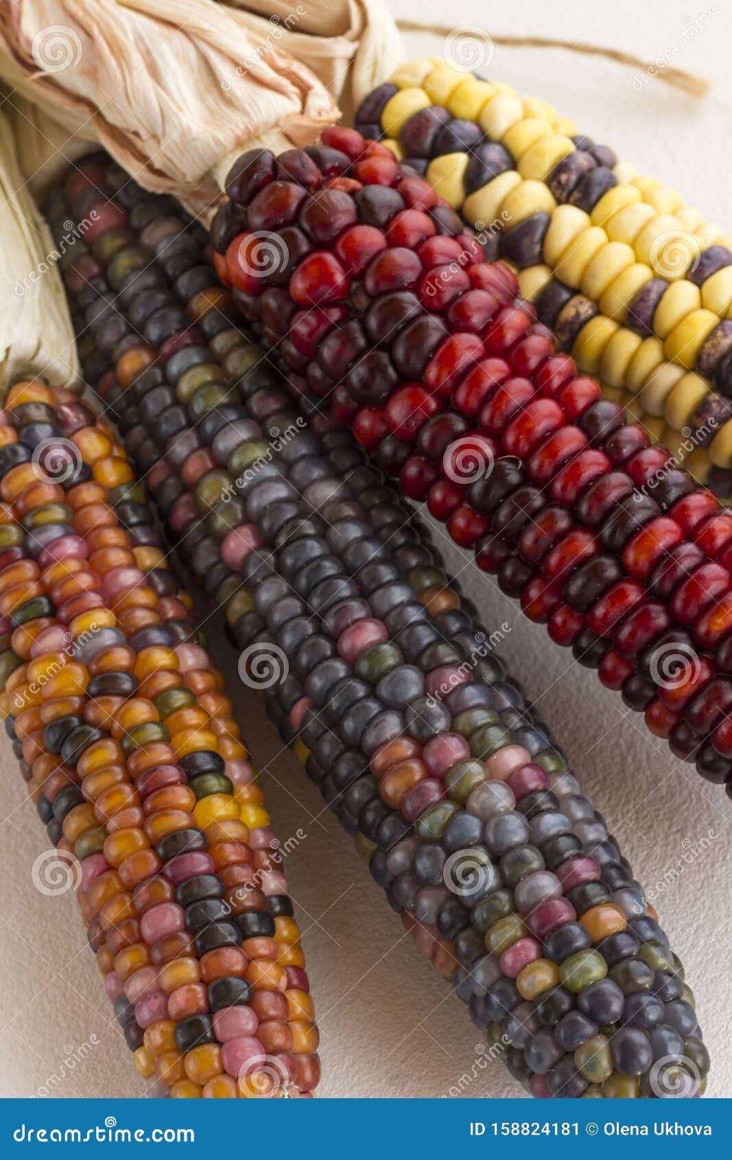 A Bunch of Colorful Corn on the Cob Stock Image - Image of multicolored ...