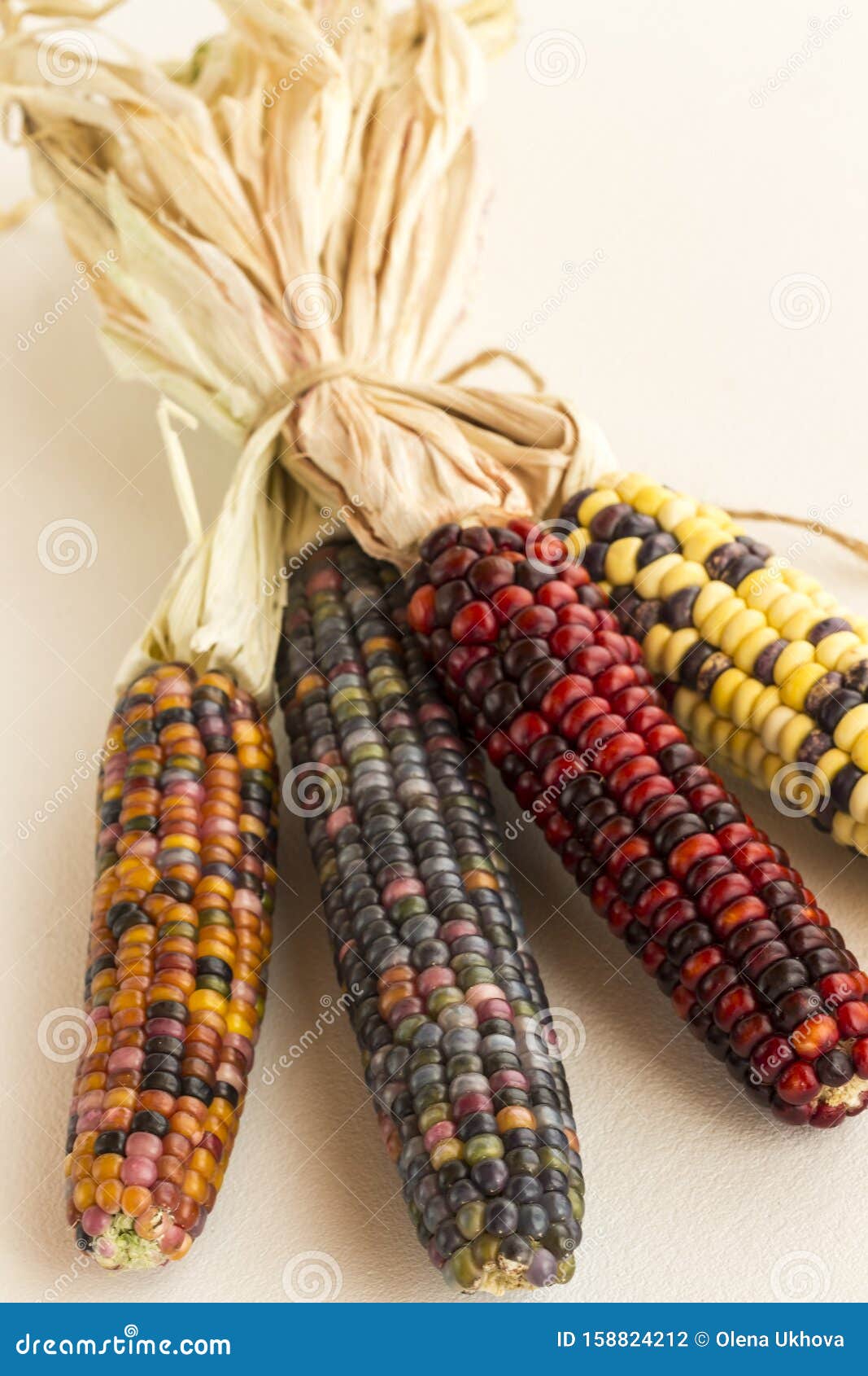 A Bunch of Colorful Corn on the Cob Stock Photo - Image of holiday ...
