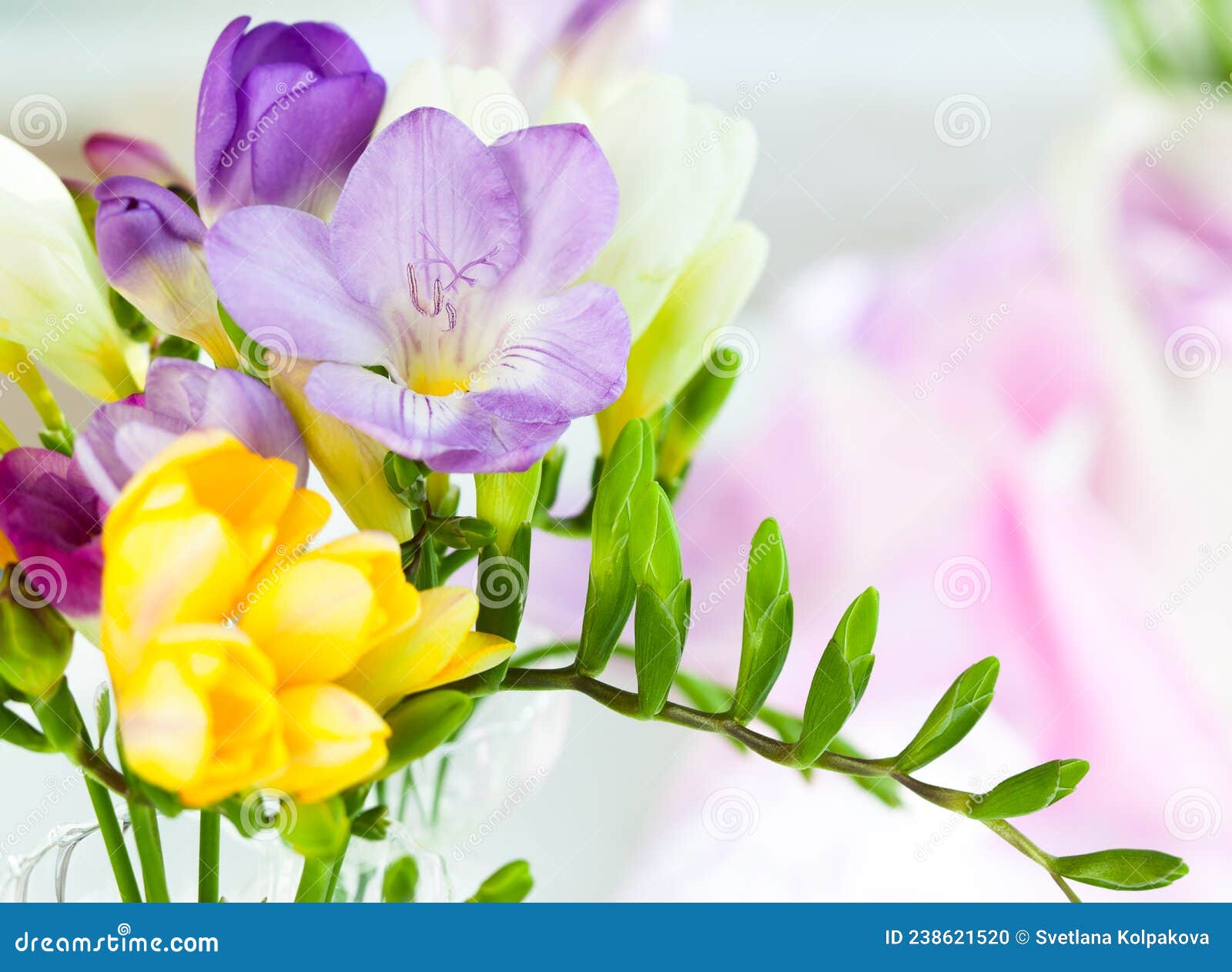 Freesia stock photo. Image of plant, arrangement, seasonal - 238621520