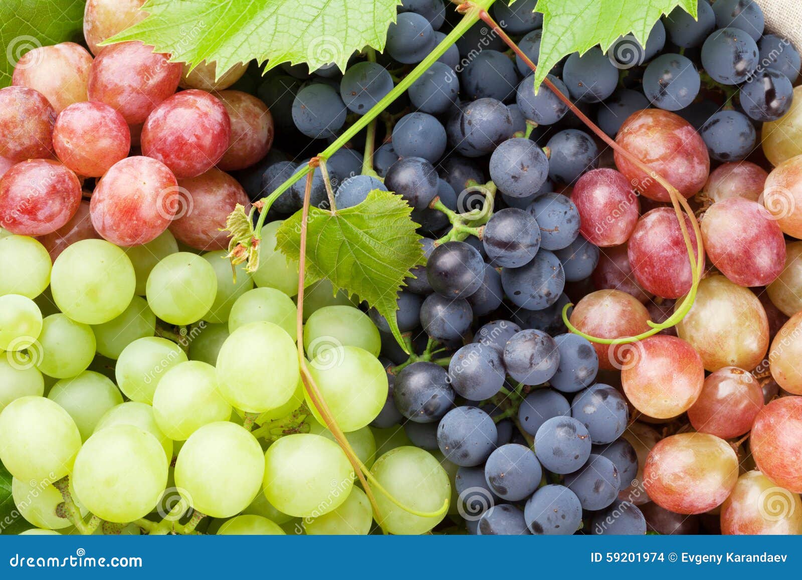 Bunch of colorful grapes stock photo. Image of autumn - 59201974