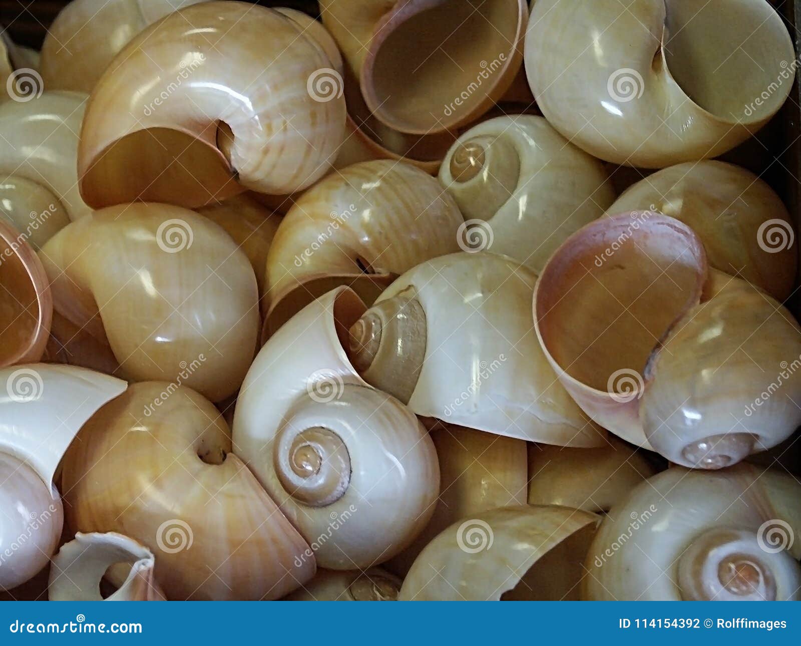Moon shells stock photo. Image of beauty, natural, closeup - 114154392