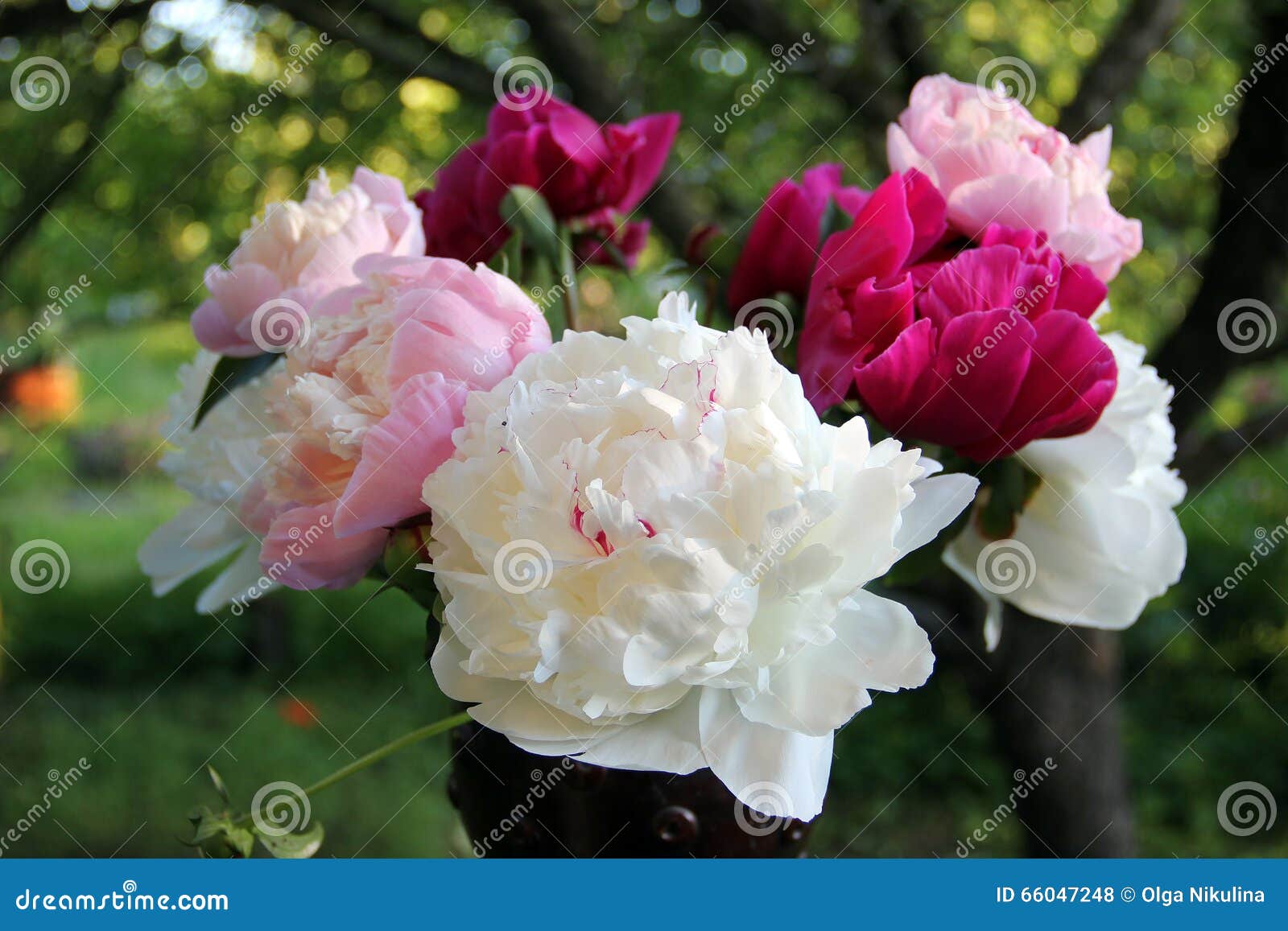 Bunch of Colorful Peonies in the Setting Sun Stock Photo - Image of ...