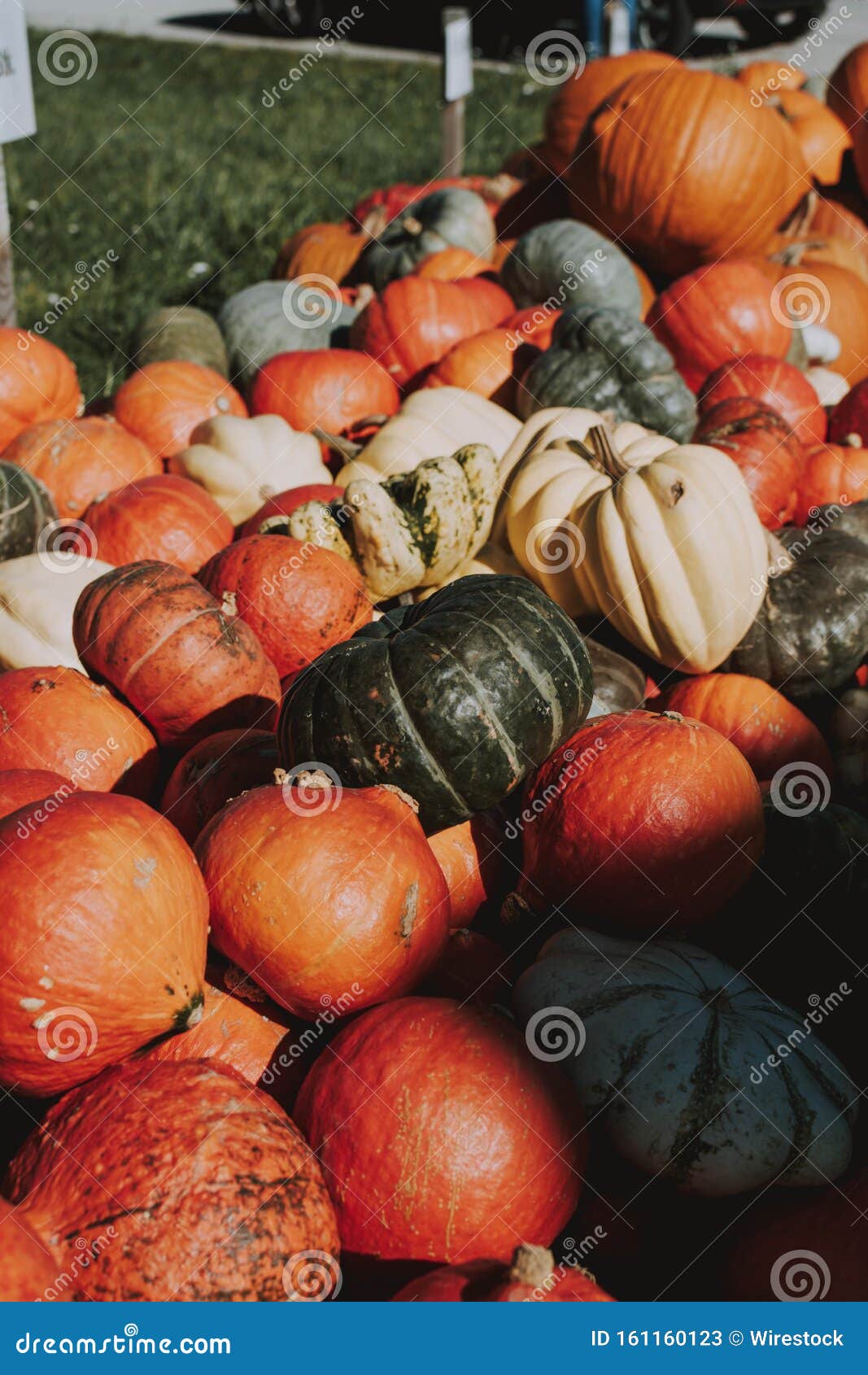 Bunch of Colorful Rotten Pumpkins Thrown in a Field after a Pumpkin ...